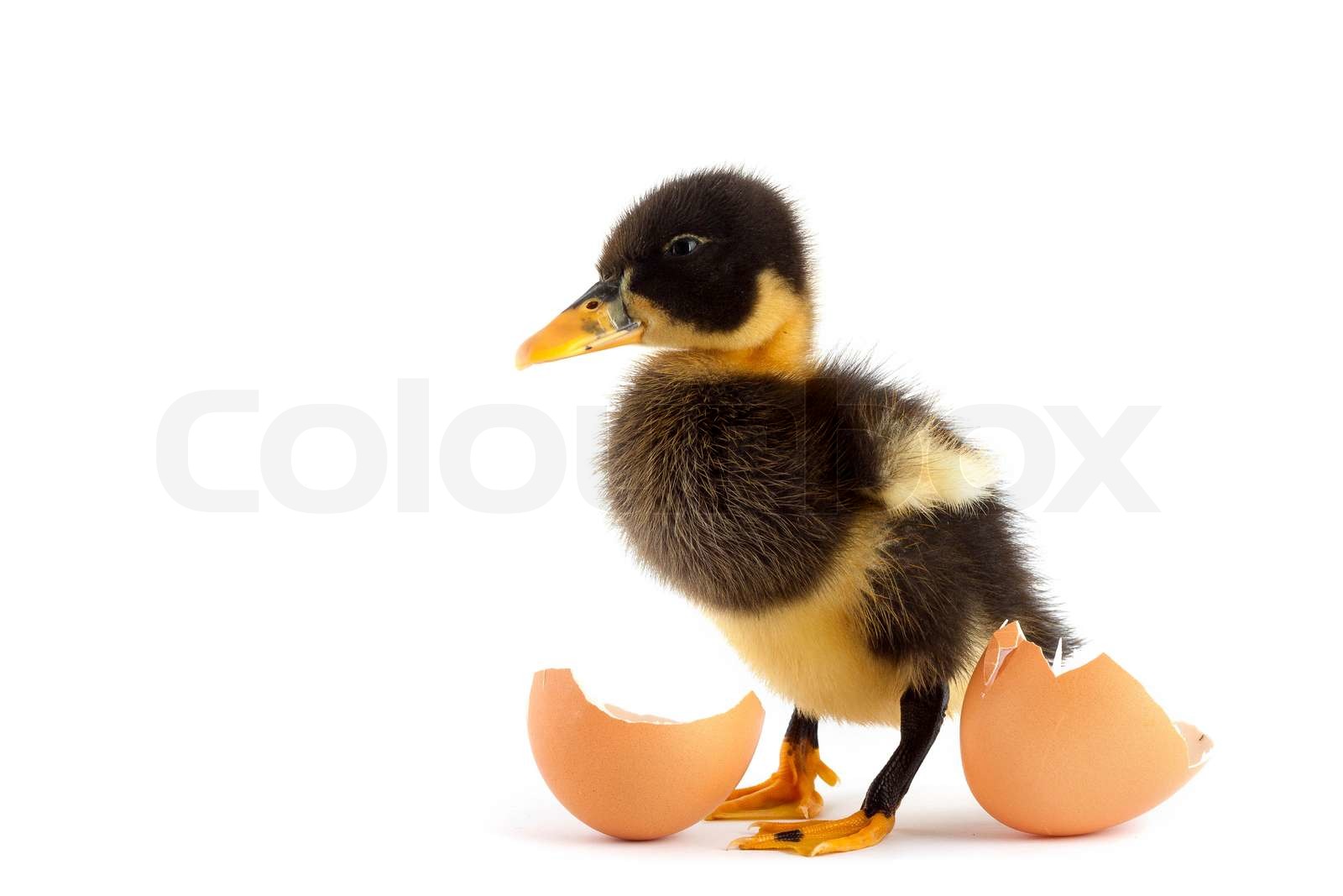 Schwarze kleine Entchen | Stock Bild | Colourbox