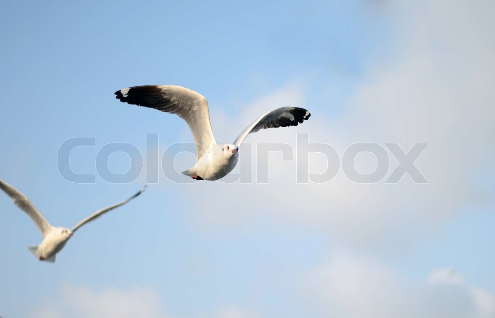 schöne Möwe fliegen, braun-vorangegangene Möve | Stock Bild | Colourbox