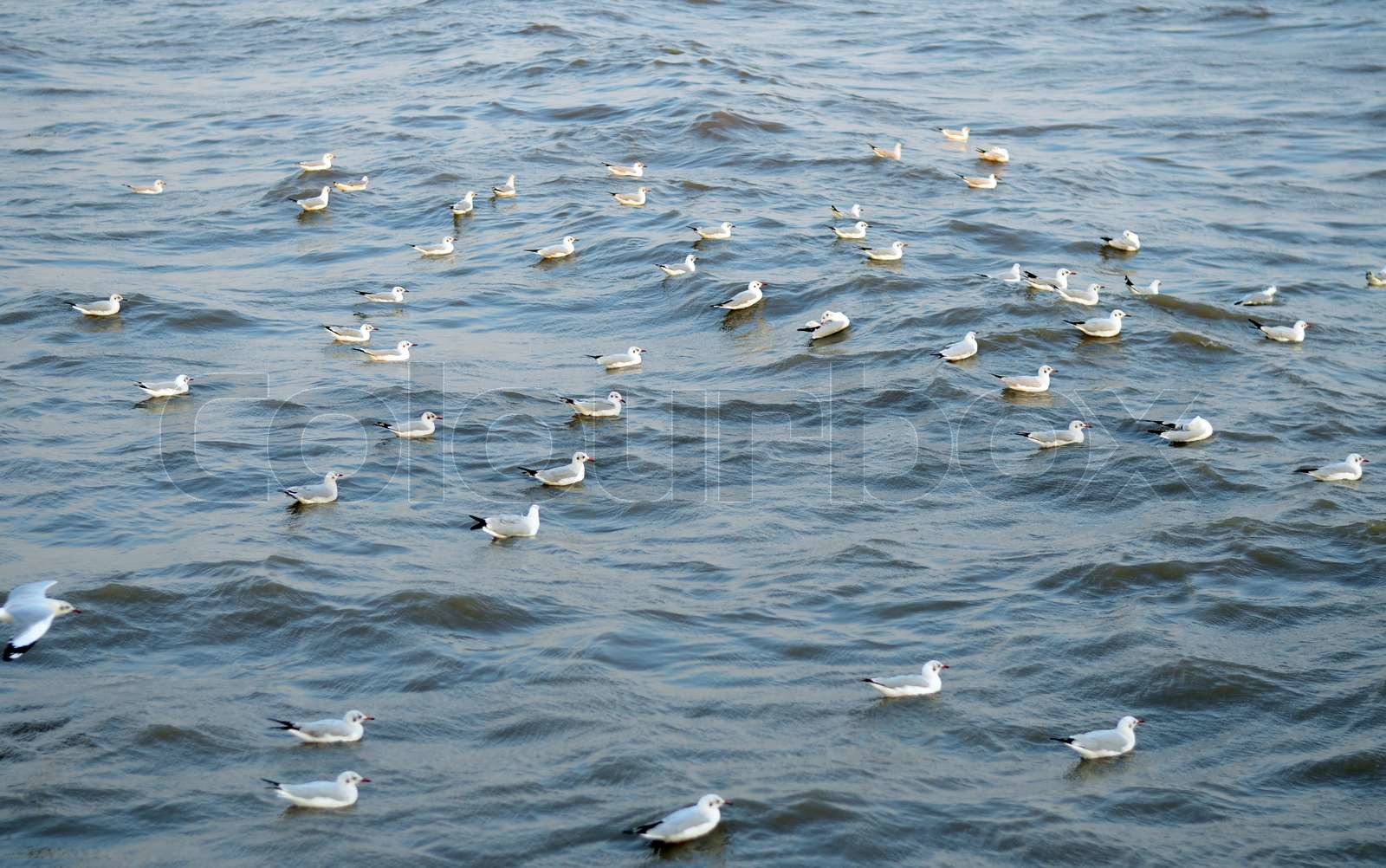 Seagull is a bird migration to Bangpoo | Stock image | Colourbox