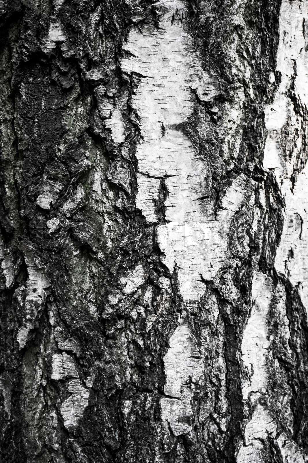 Birke Rinde Textur | Stock Bild | Colourbox