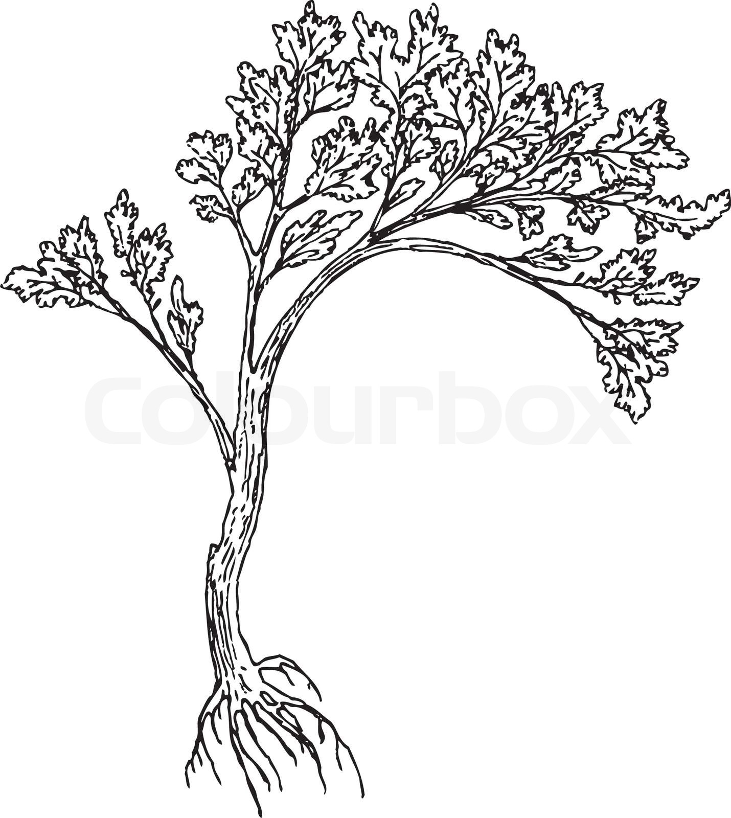 Big tree with roots | Stock vector | Colourbox