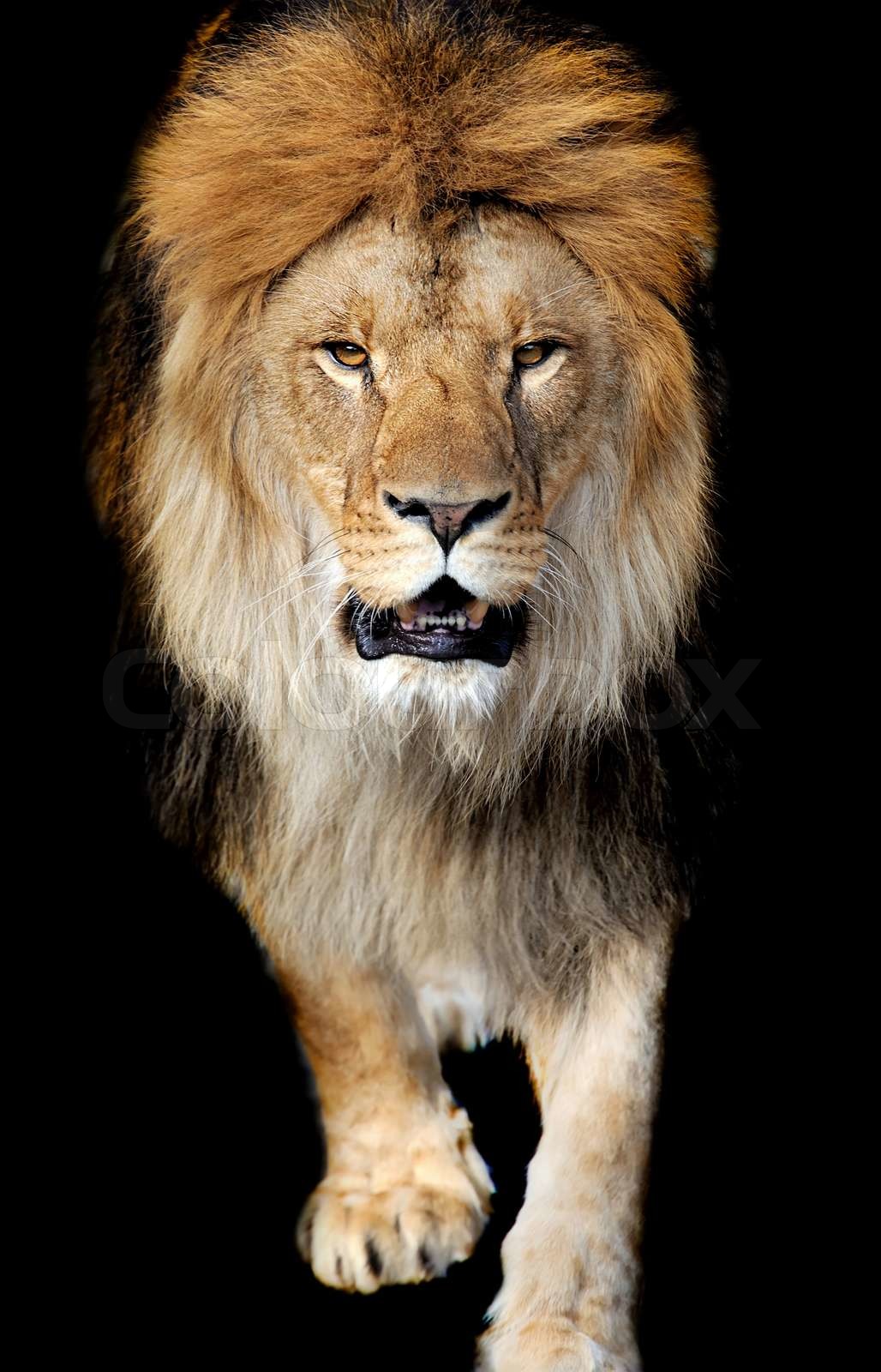Lion portrait | Stock image | Colourbox
