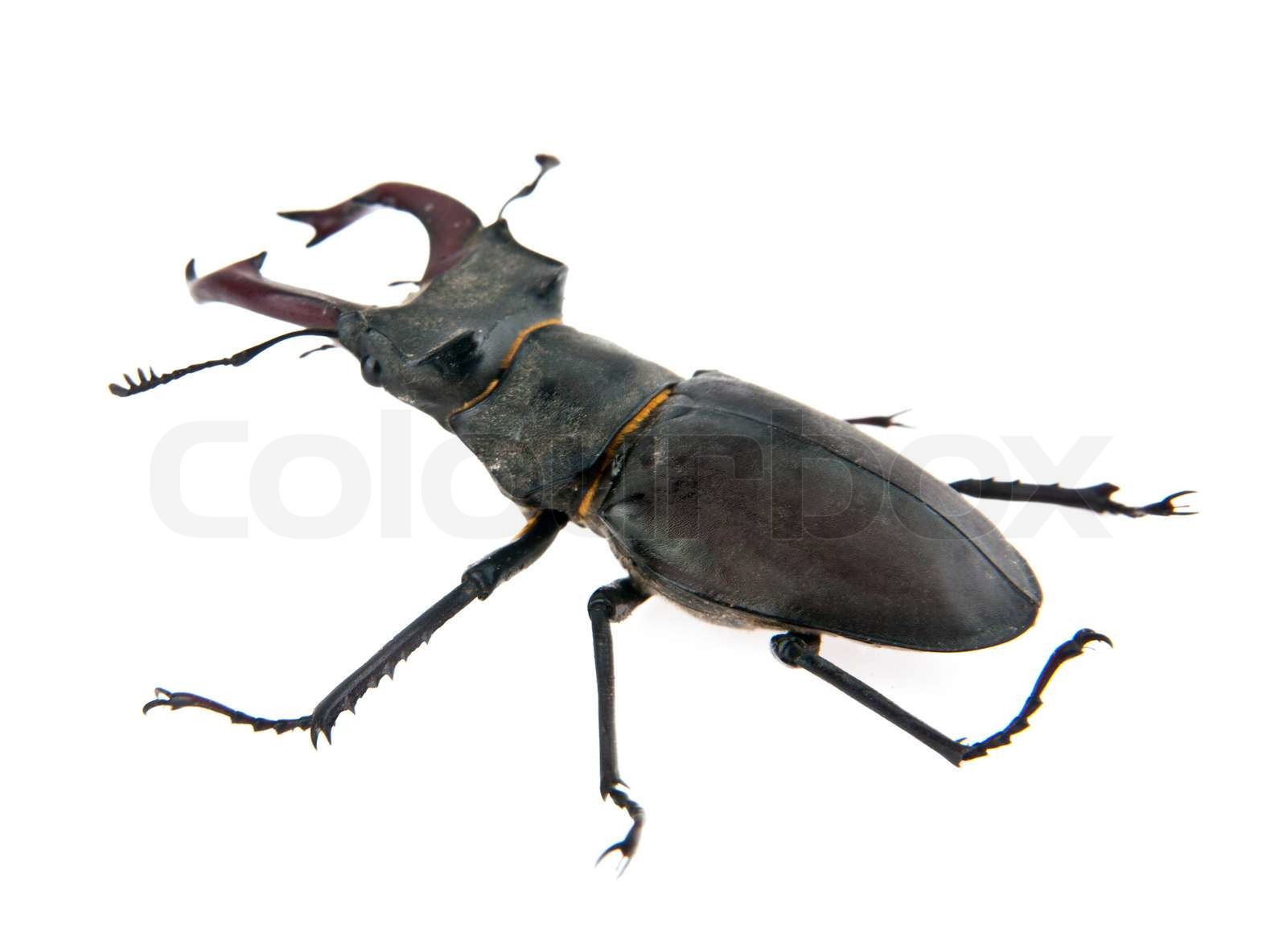 beetle | Stock image | Colourbox