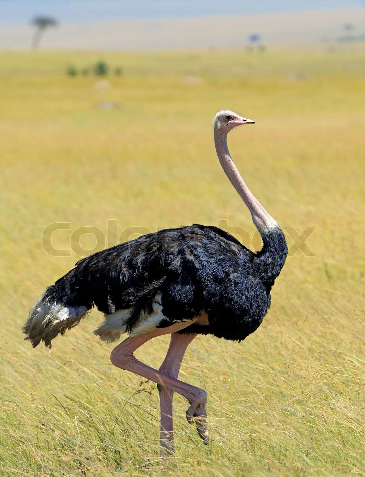 Ostrich | Stock image | Colourbox