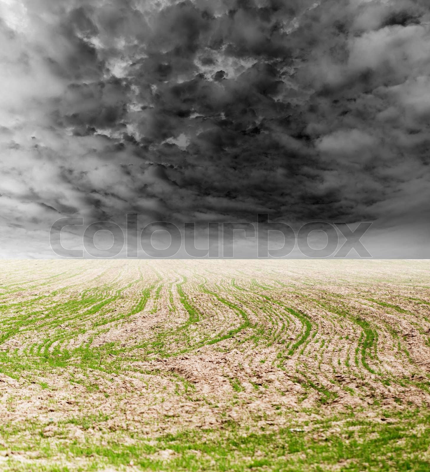 field with grass and sky black and white | Stock image | Colourbox