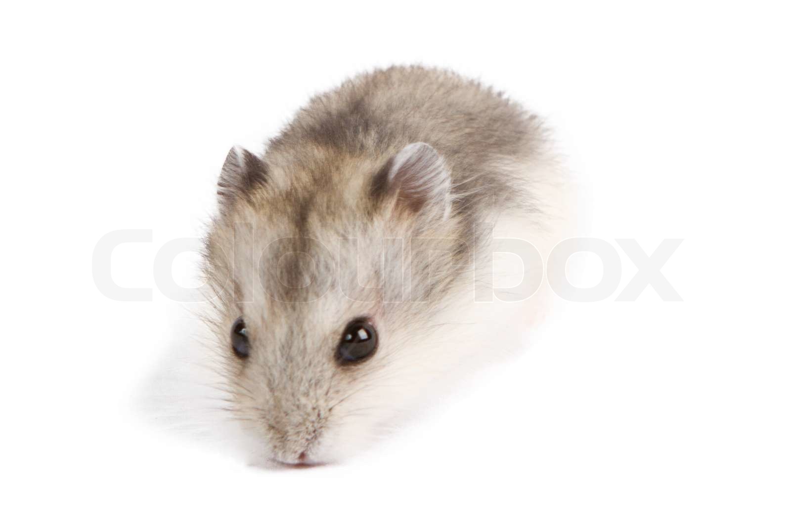 Hamster | Stock image | Colourbox