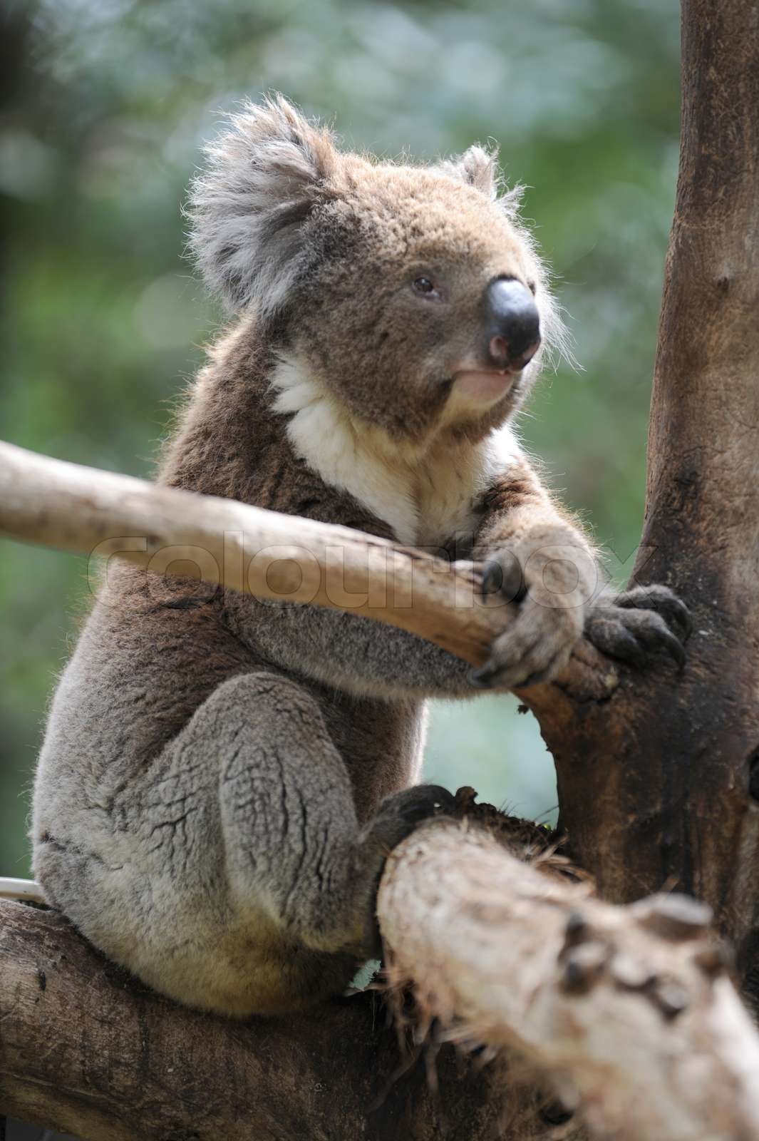 Koala | Stock image | Colourbox