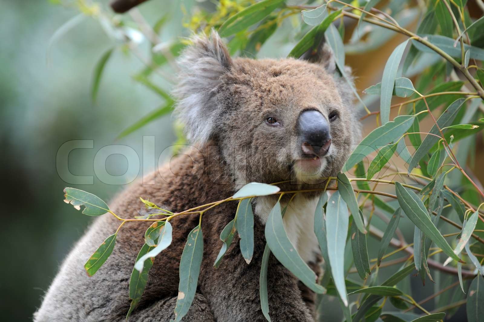 Koala | Stock image | Colourbox