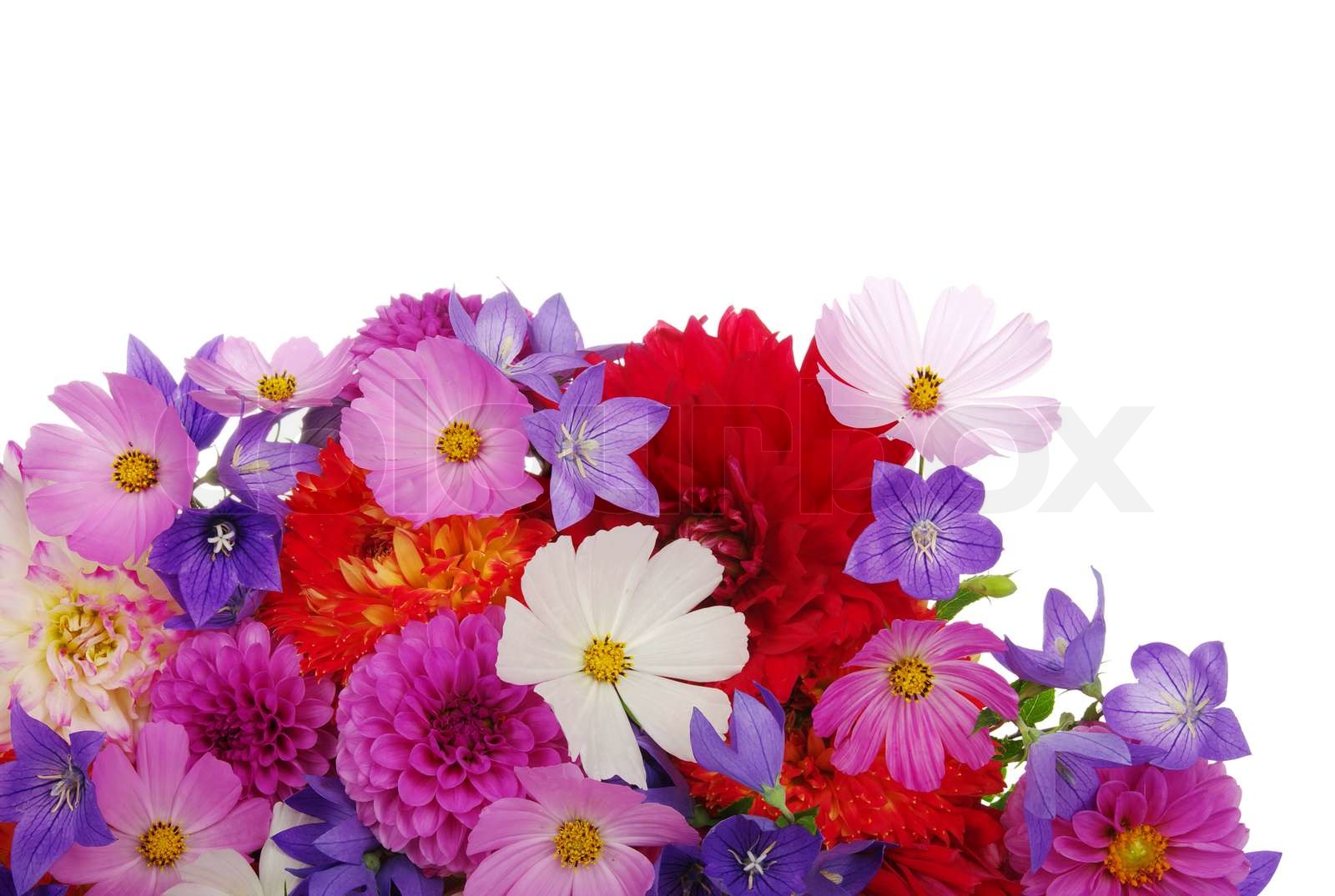 Blumen | Stock Bild | Colourbox