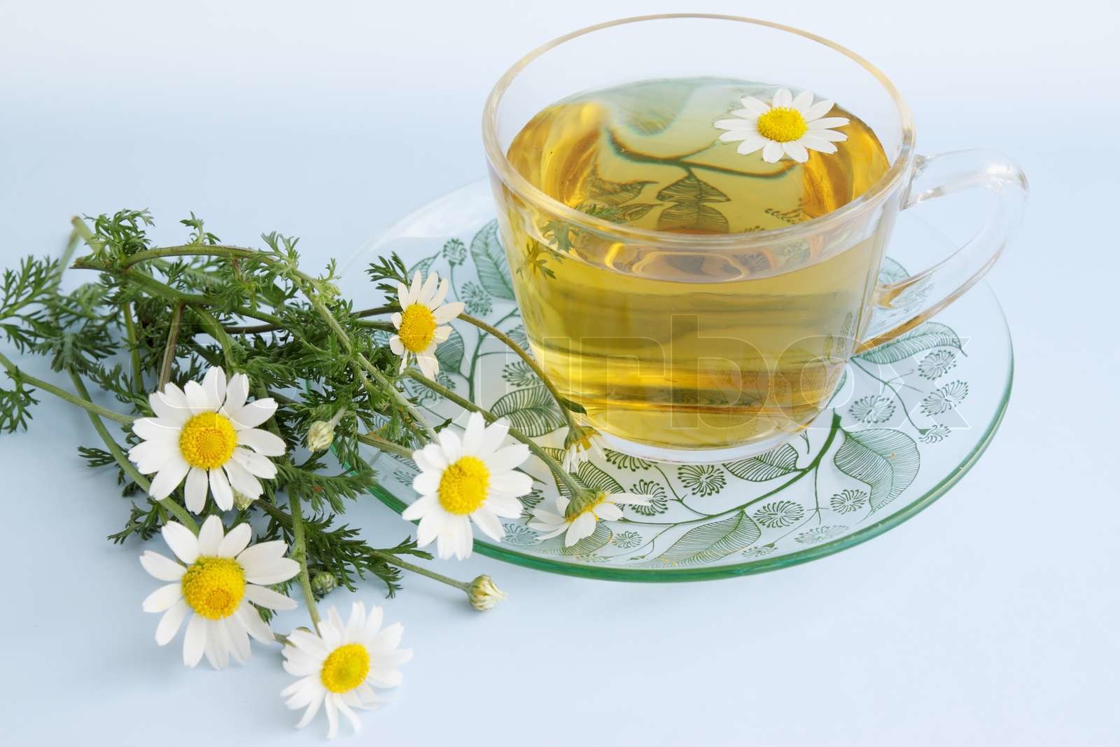 chamomile drug | Stock image | Colourbox