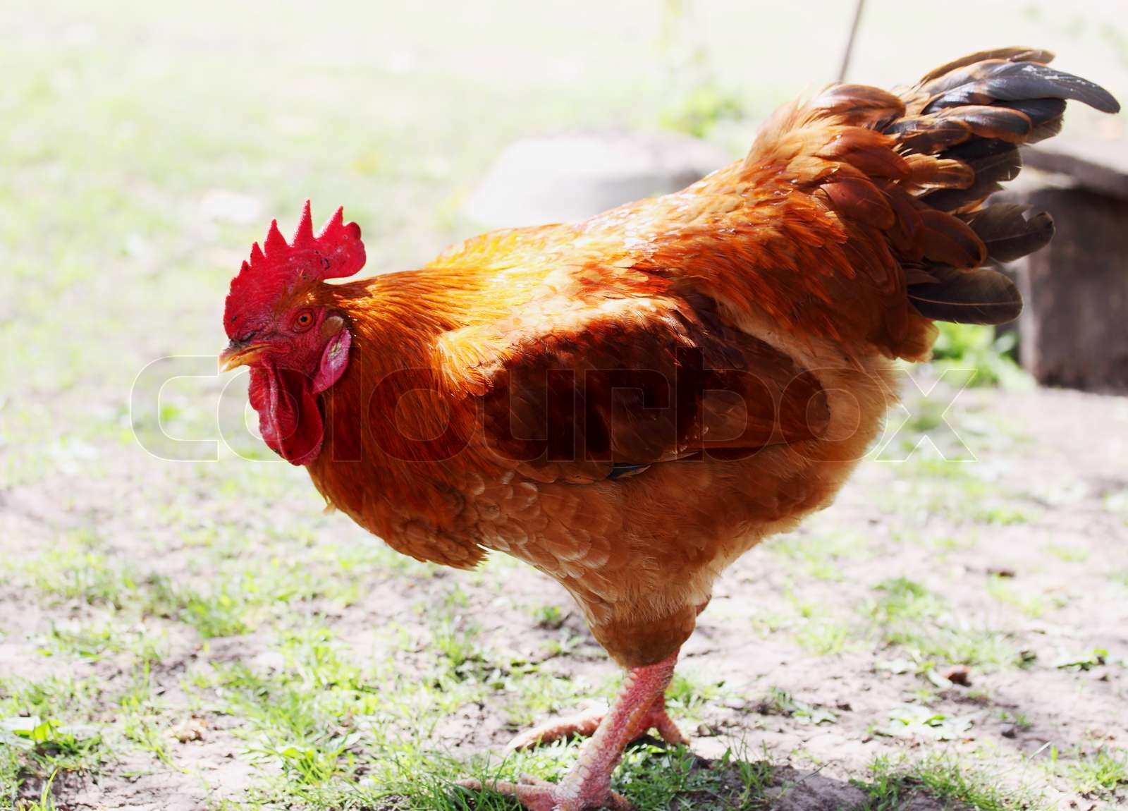 Red rooster | Stock image | Colourbox