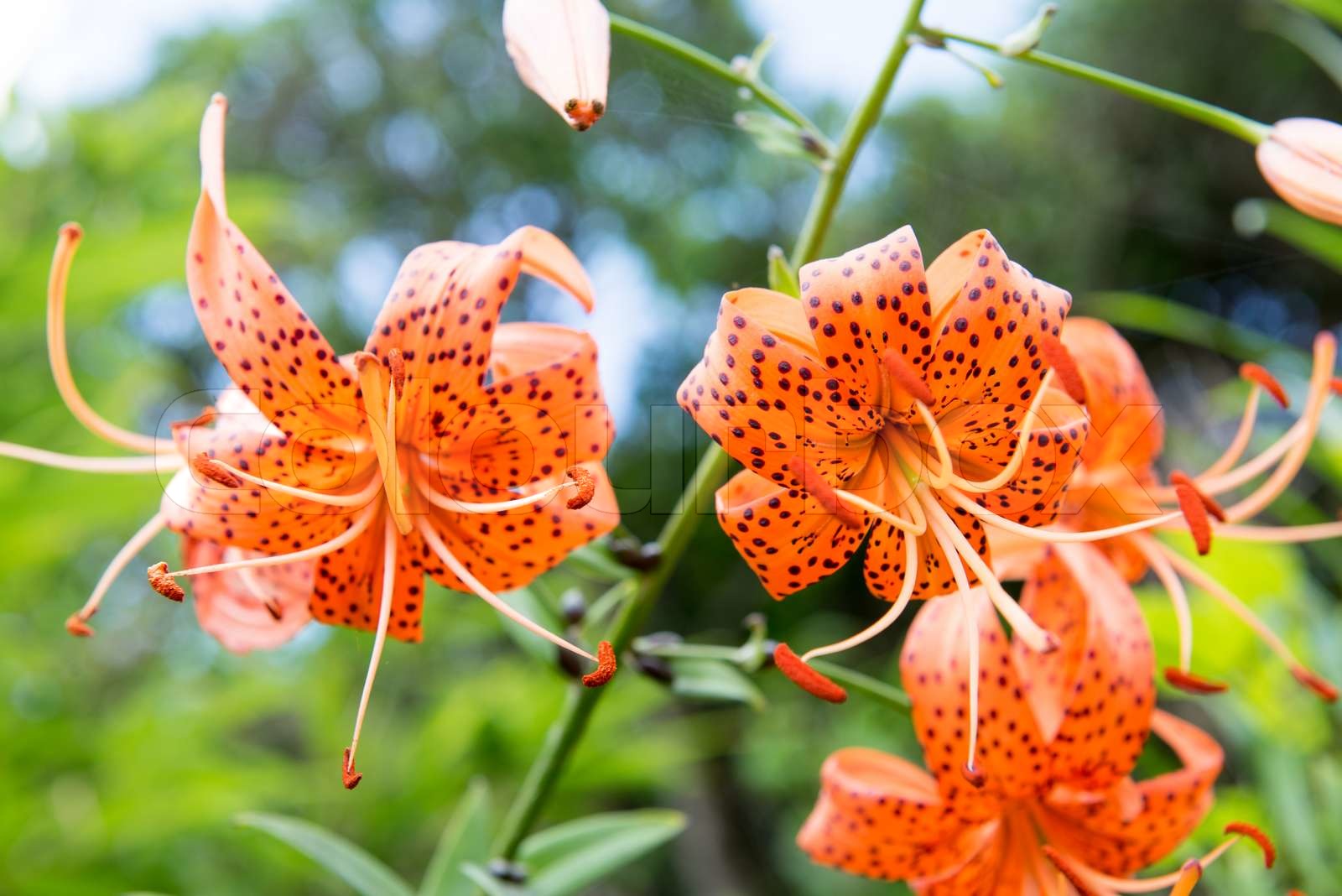 Tiger-Lilie, Lilium lancifolium | Stock Bild | Colourbox