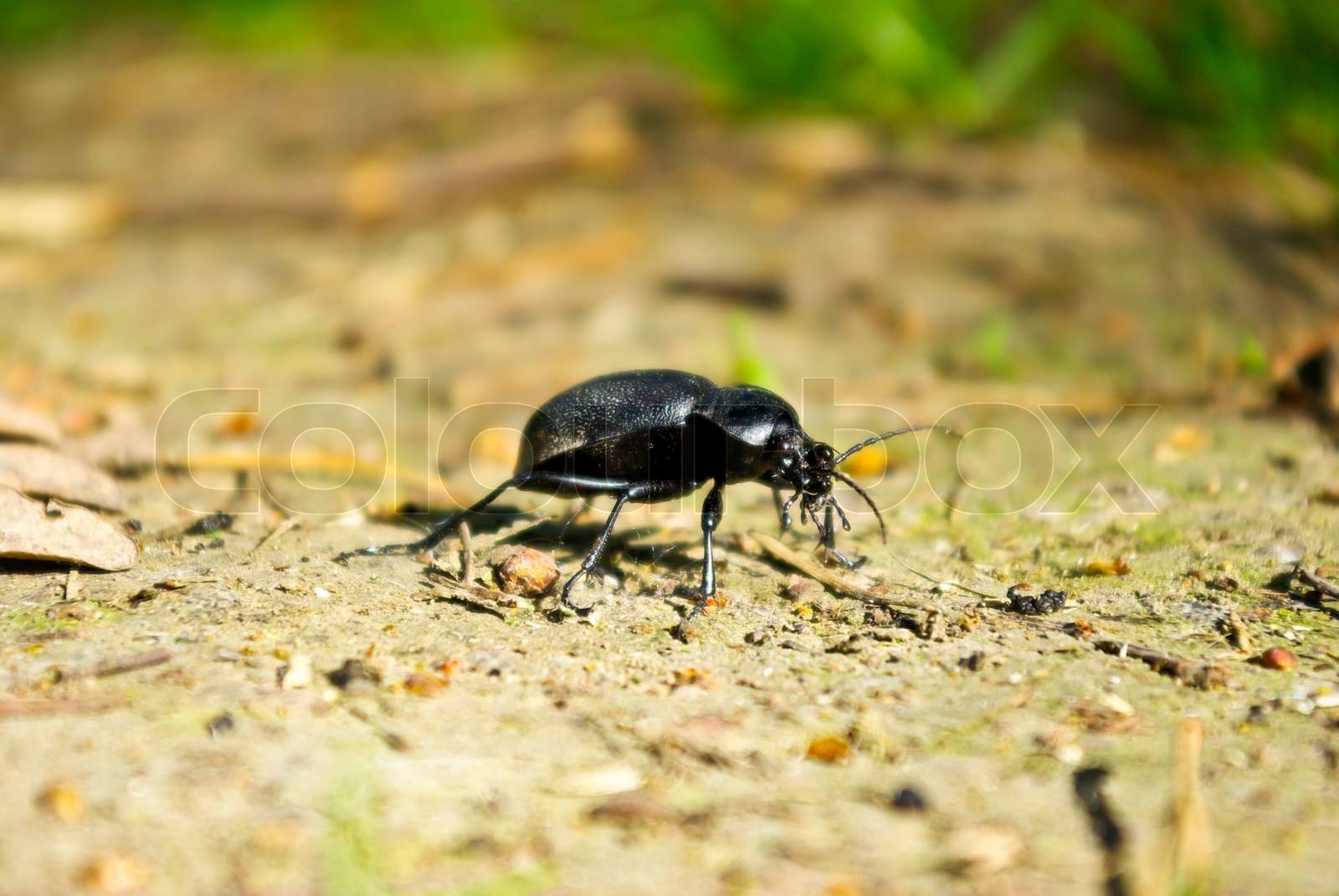 Sommer Schwarze Kafer