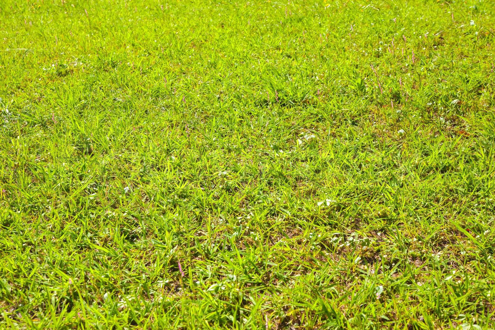 Gras Textur | Stock Bild | Colourbox