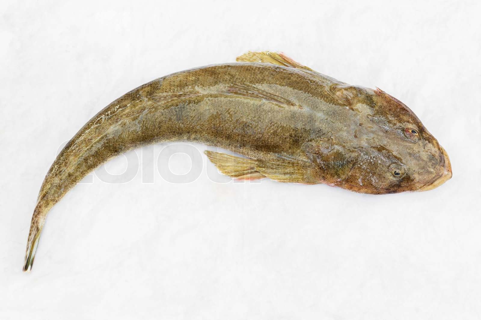 Flathead fish | Stock image | Colourbox