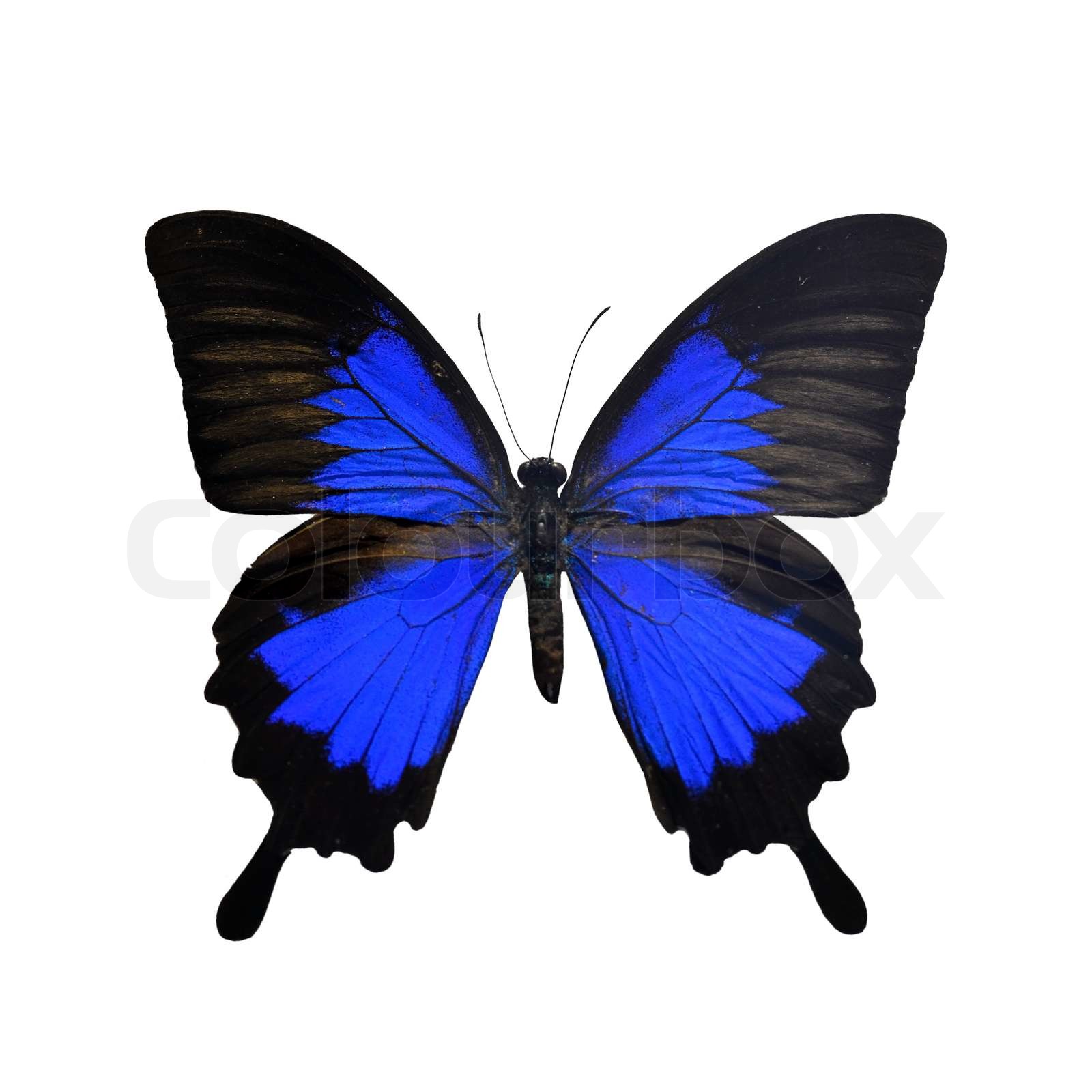 Beautiful Black and Blue butterfly | Stock image | Colourbox