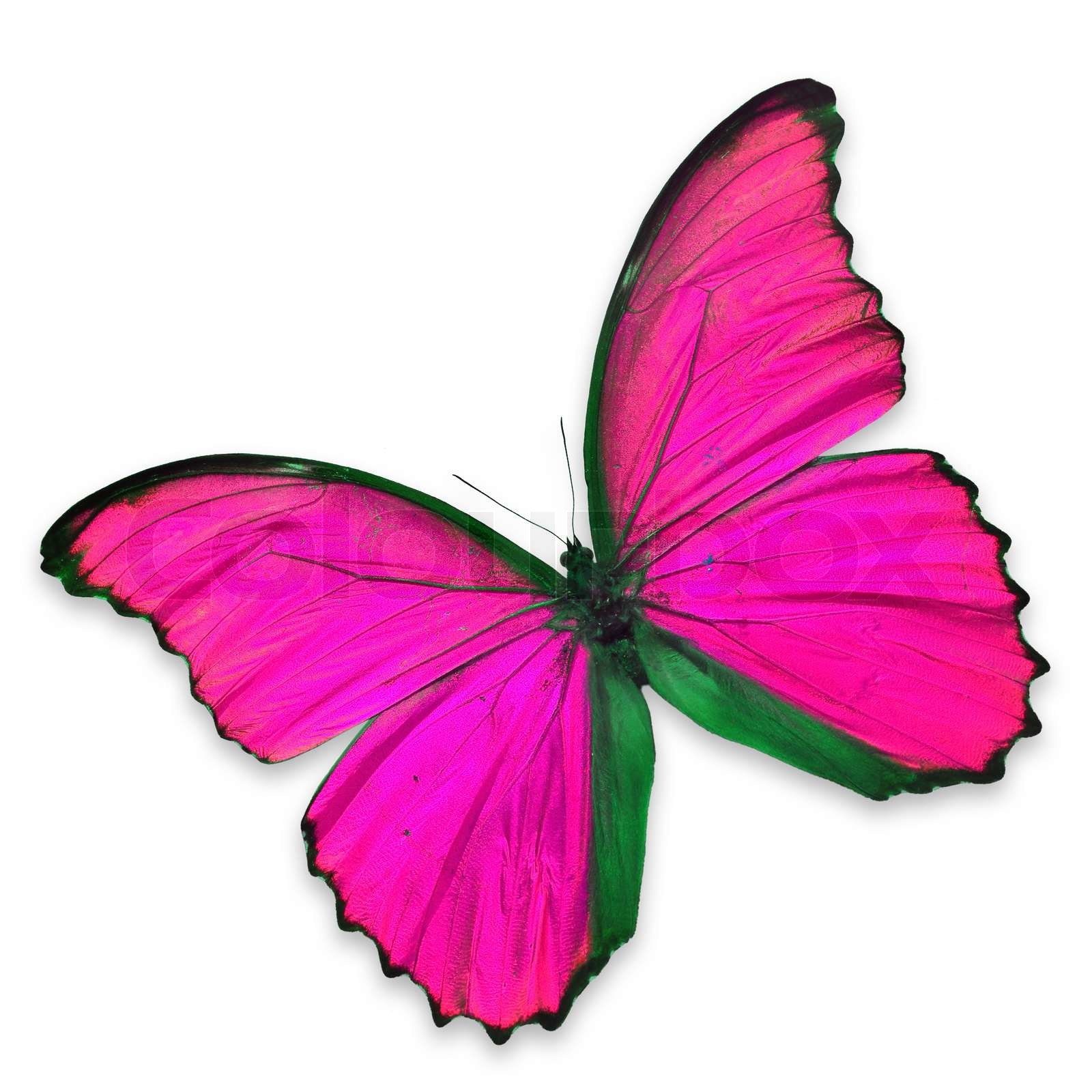Pink butterfly | Stock image | Colourbox