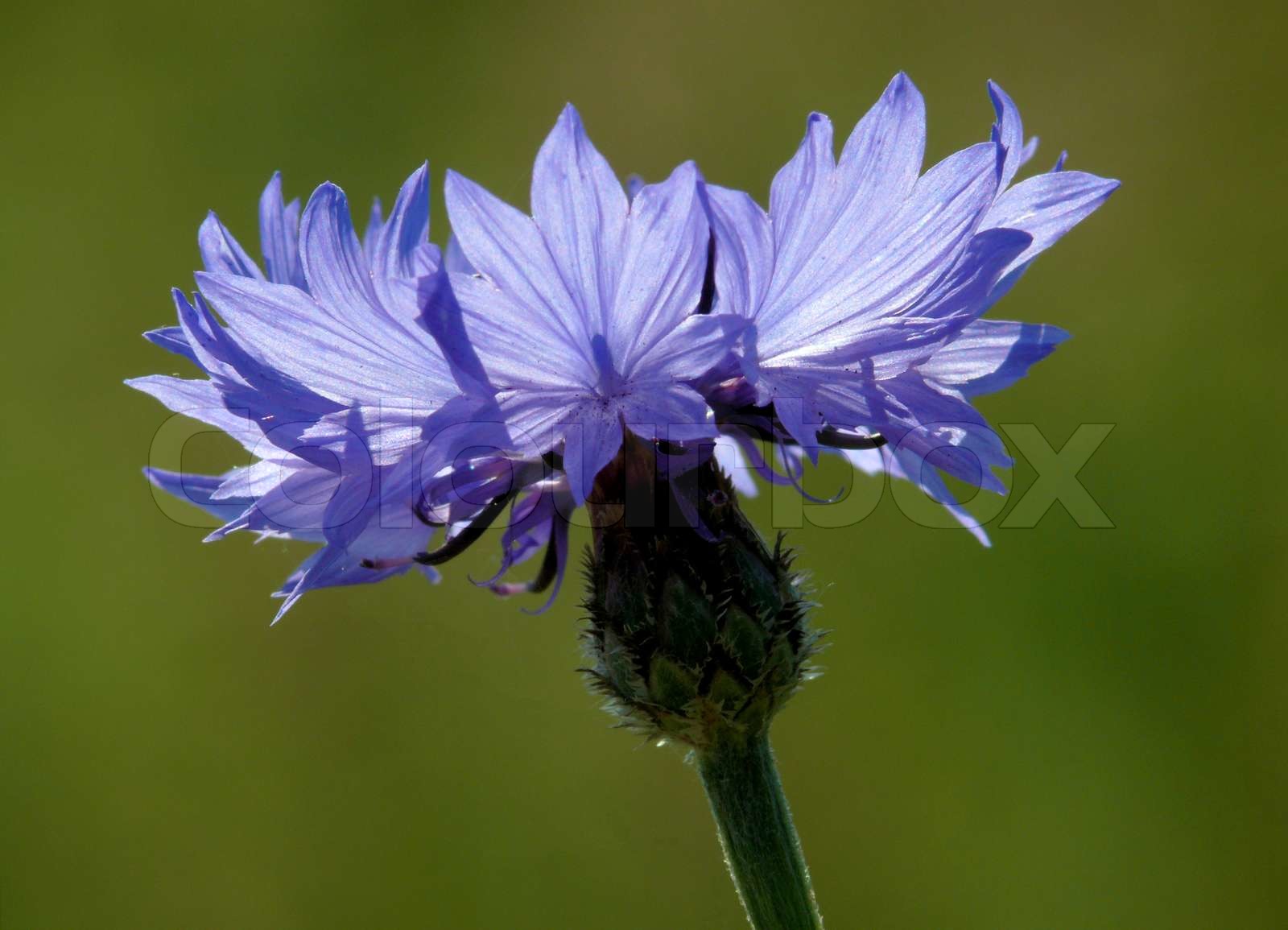 Corn flower | Stock image | Colourbox