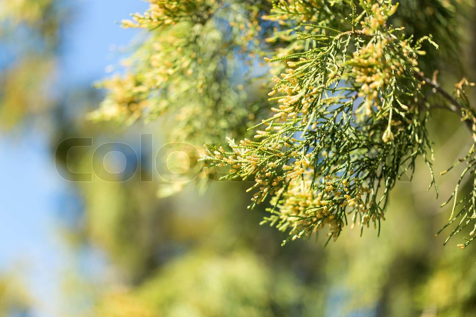 Thuja orientalis Pine Tree | Stock image | Colourbox
