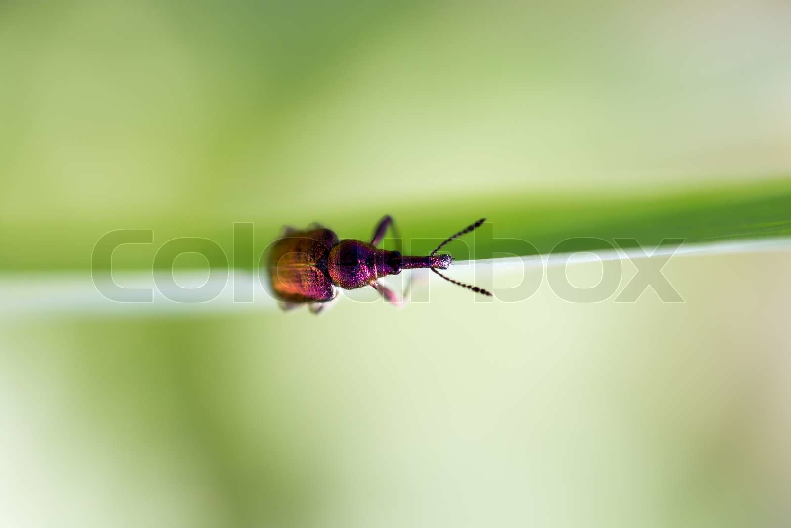 small insect in nature. macro | Stock image | Colourbox