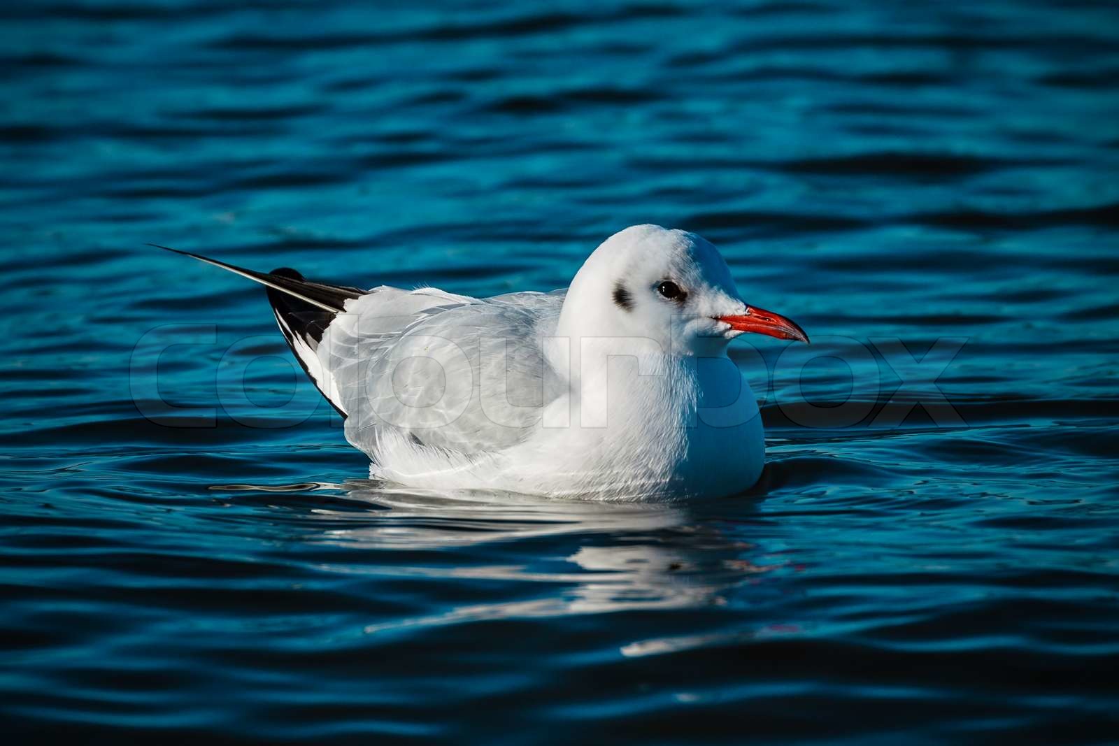 Sea gull | Stock image | Colourbox