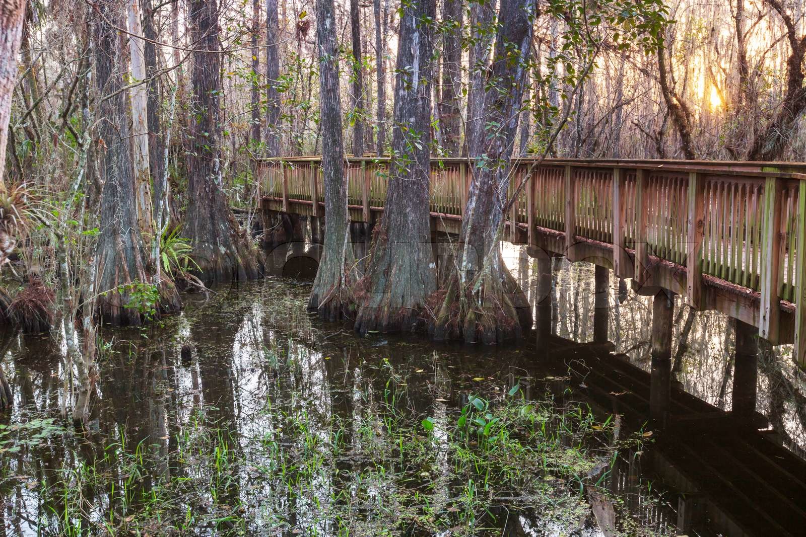 Boardwalk in swamp | Stock image | Colourbox