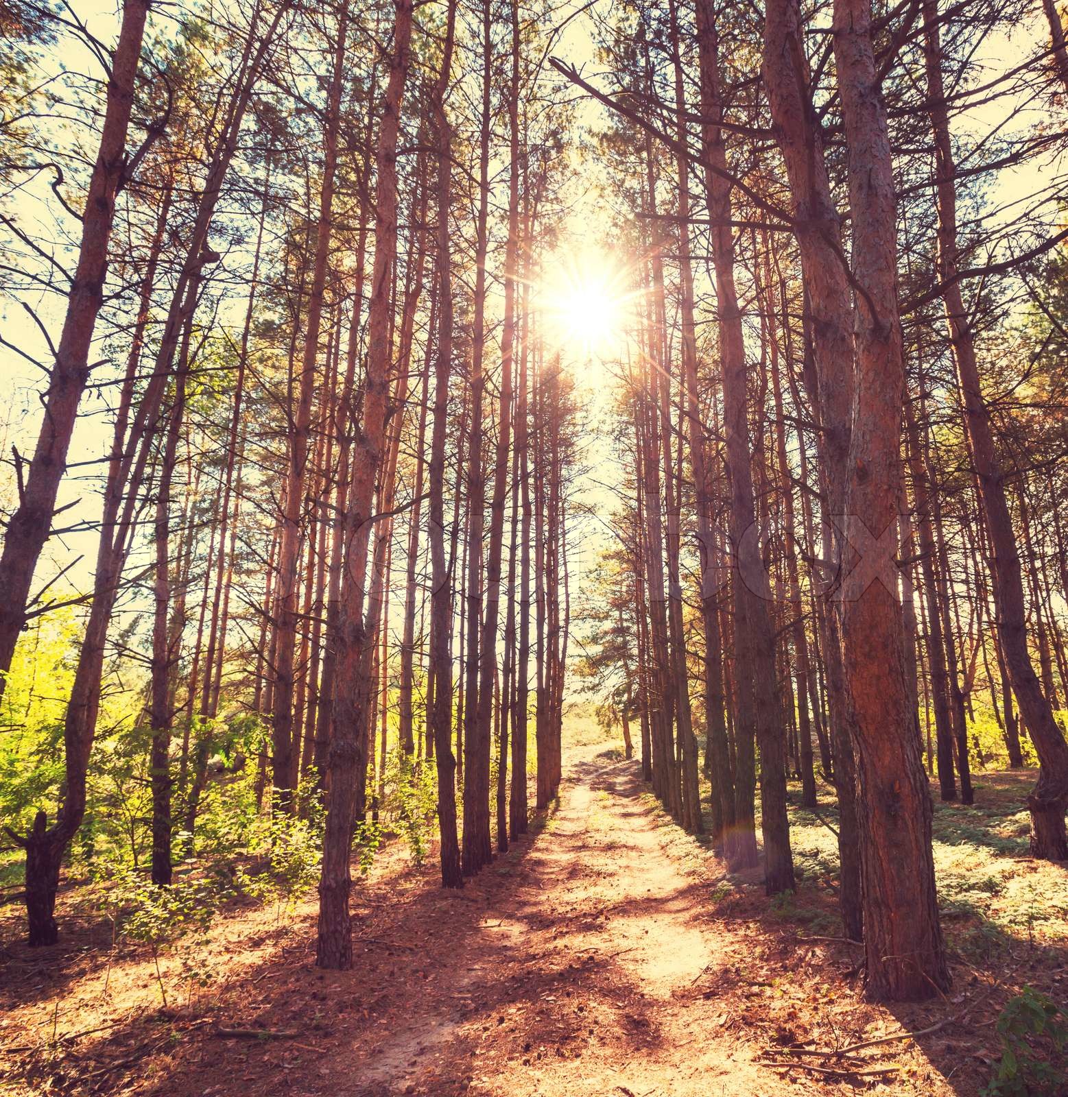 Wald | Stock Bild | Colourbox