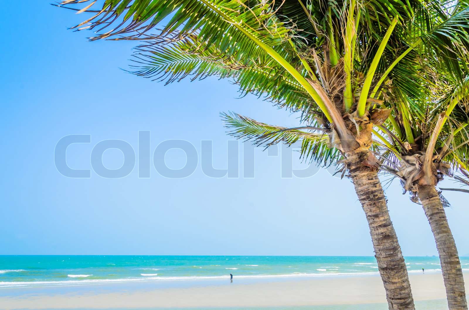 Coconut tree on the beach | Stock image | Colourbox