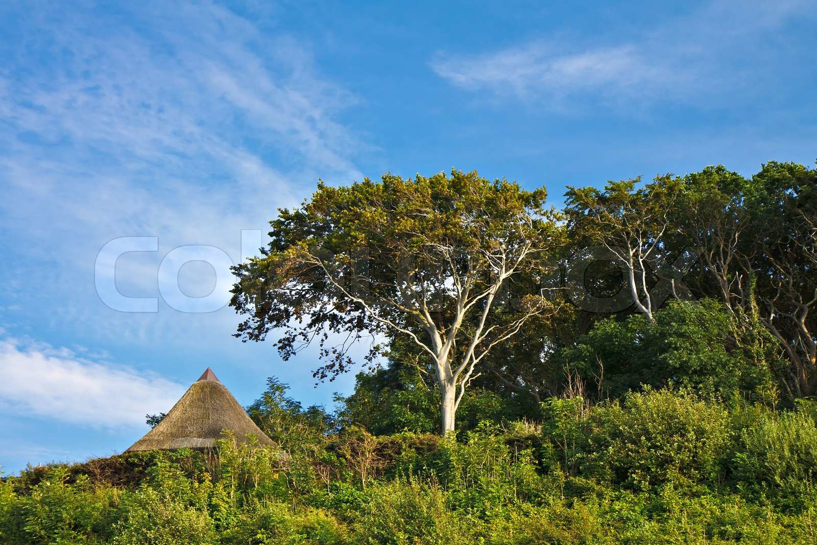Coastal Forest | Stock image | Colourbox