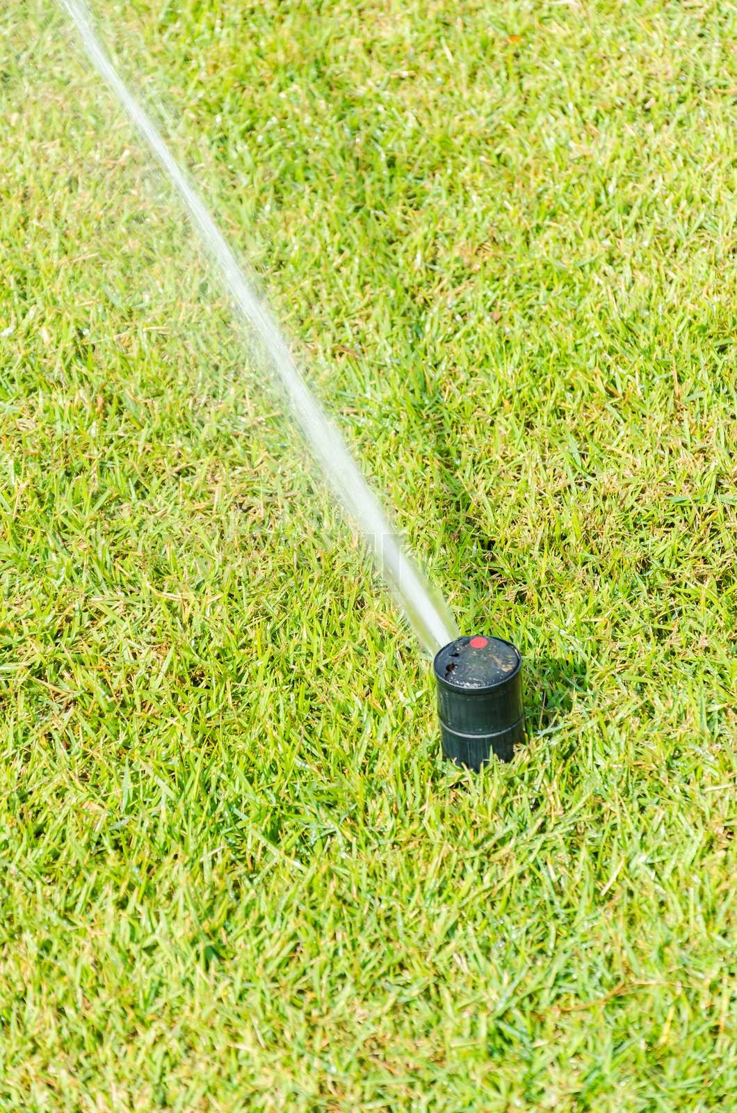 Sprinkle | Stock image | Colourbox