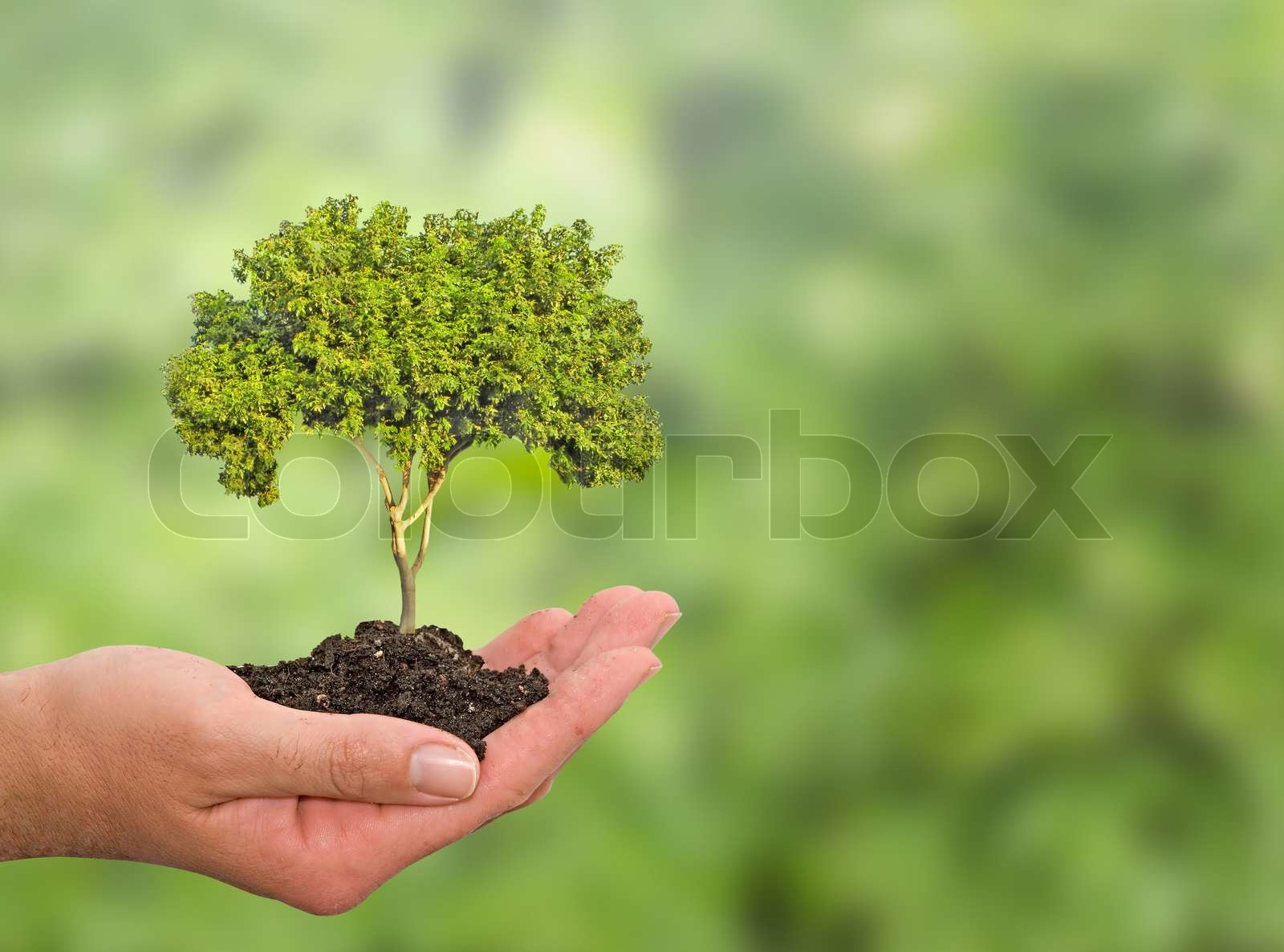 tree in hand | Stock image | Colourbox