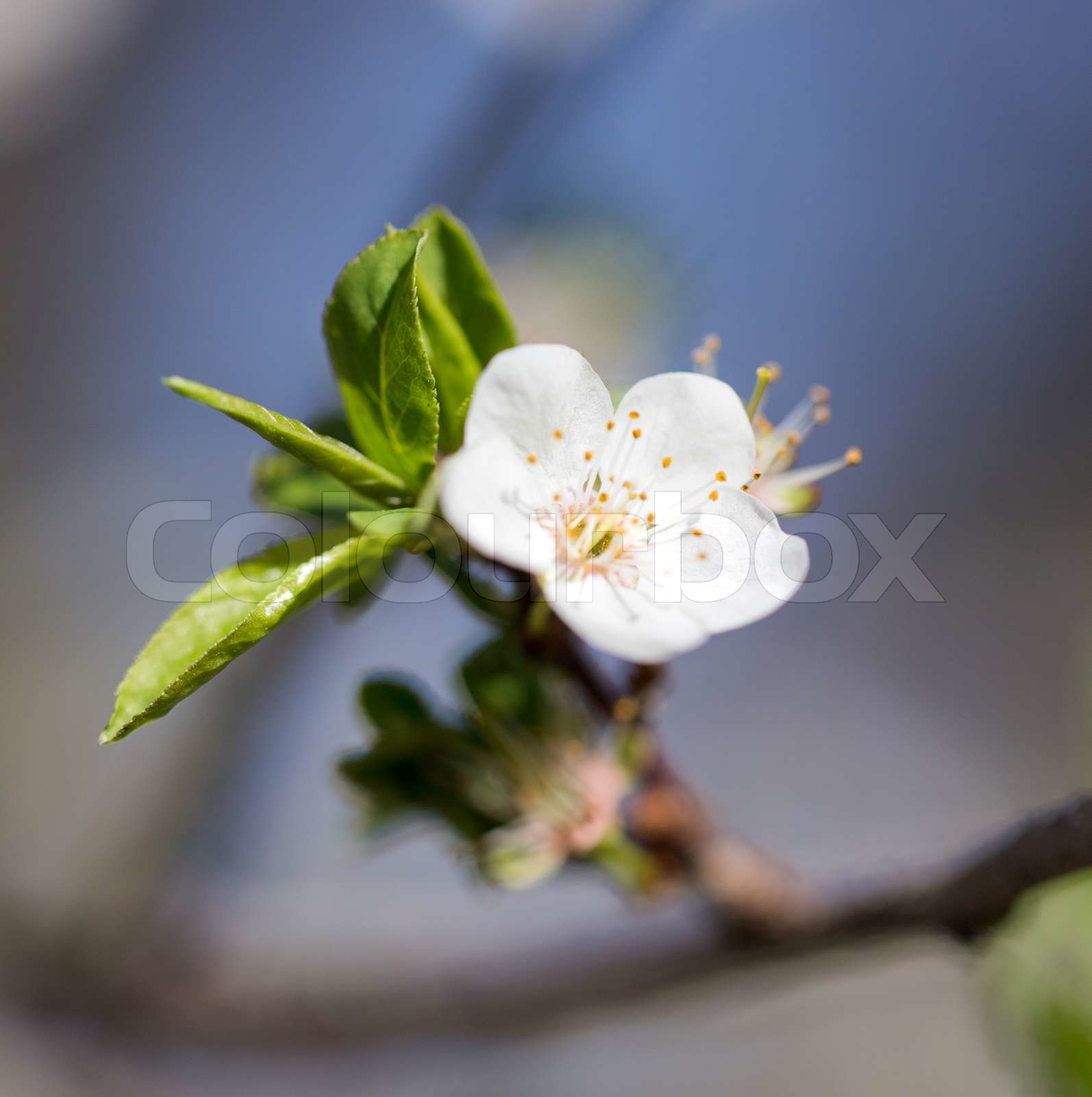 beautiful flowers on the branches of a tree | Stock image | Colourbox