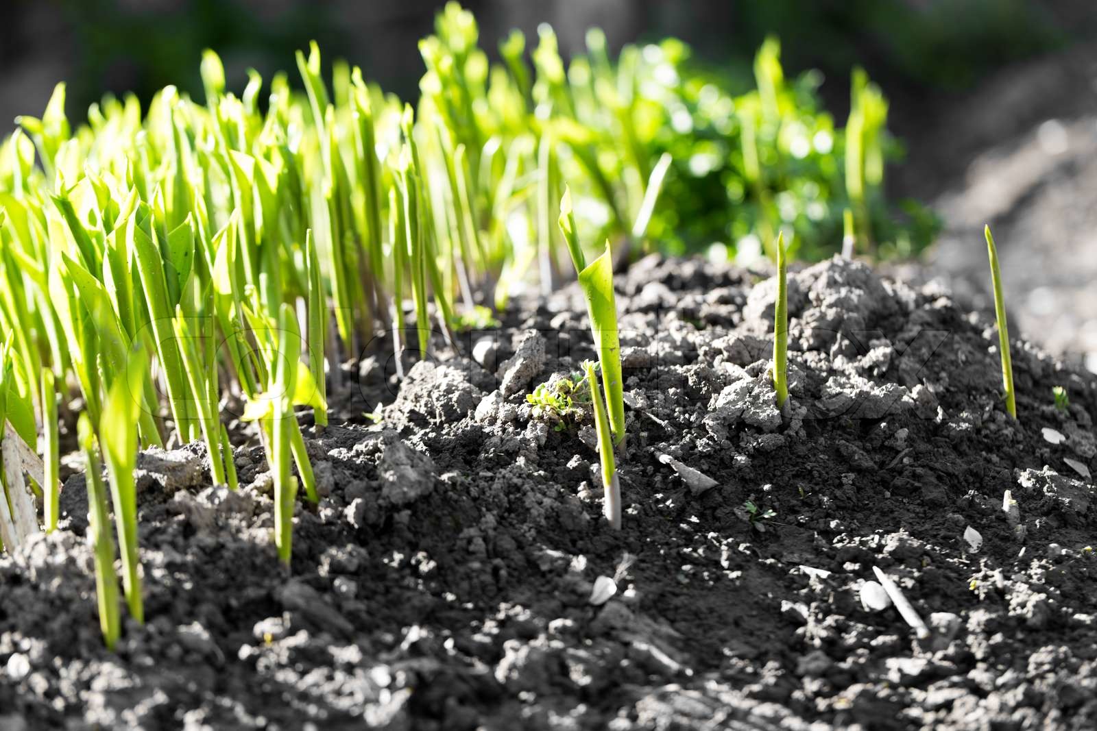 small sprouts Lily | Stock image | Colourbox