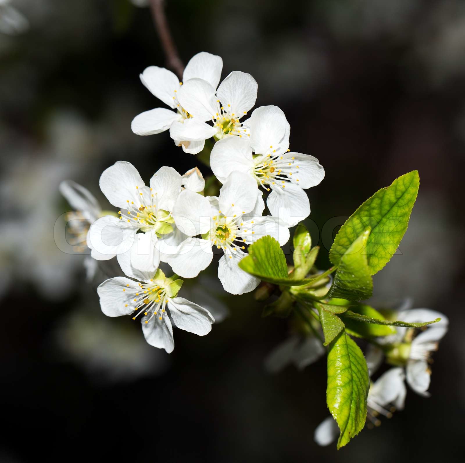beautiful flowers on the branches of a tree | Stock image | Colourbox