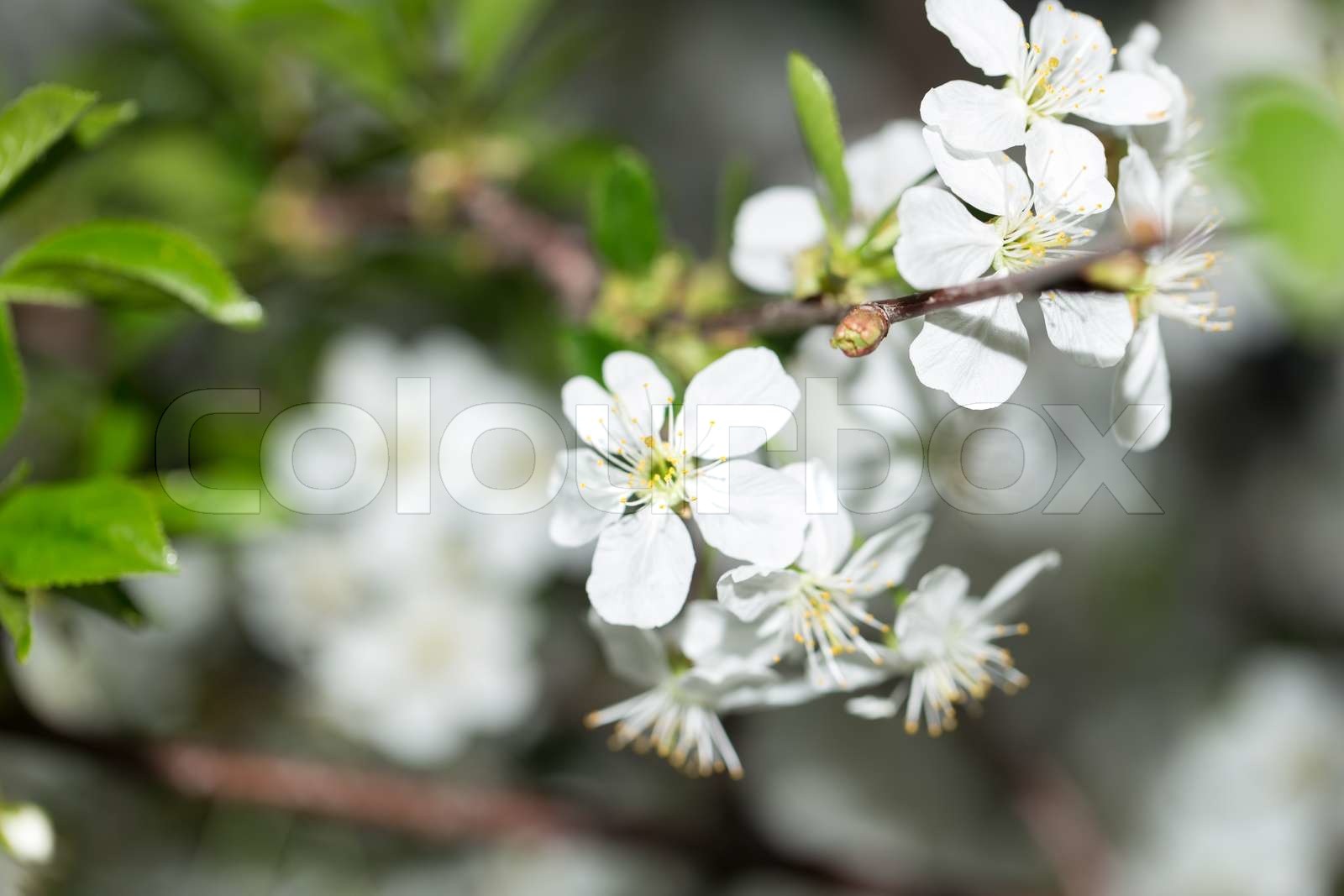 beautiful flowers on the branches of a tree | Stock image | Colourbox