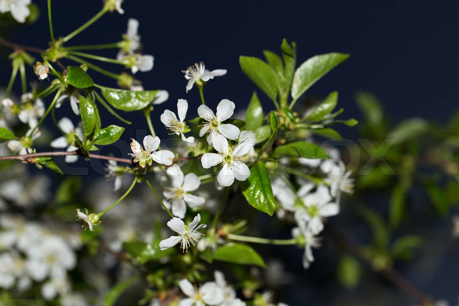 beautiful flowers on the branches of a tree | Stock image | Colourbox