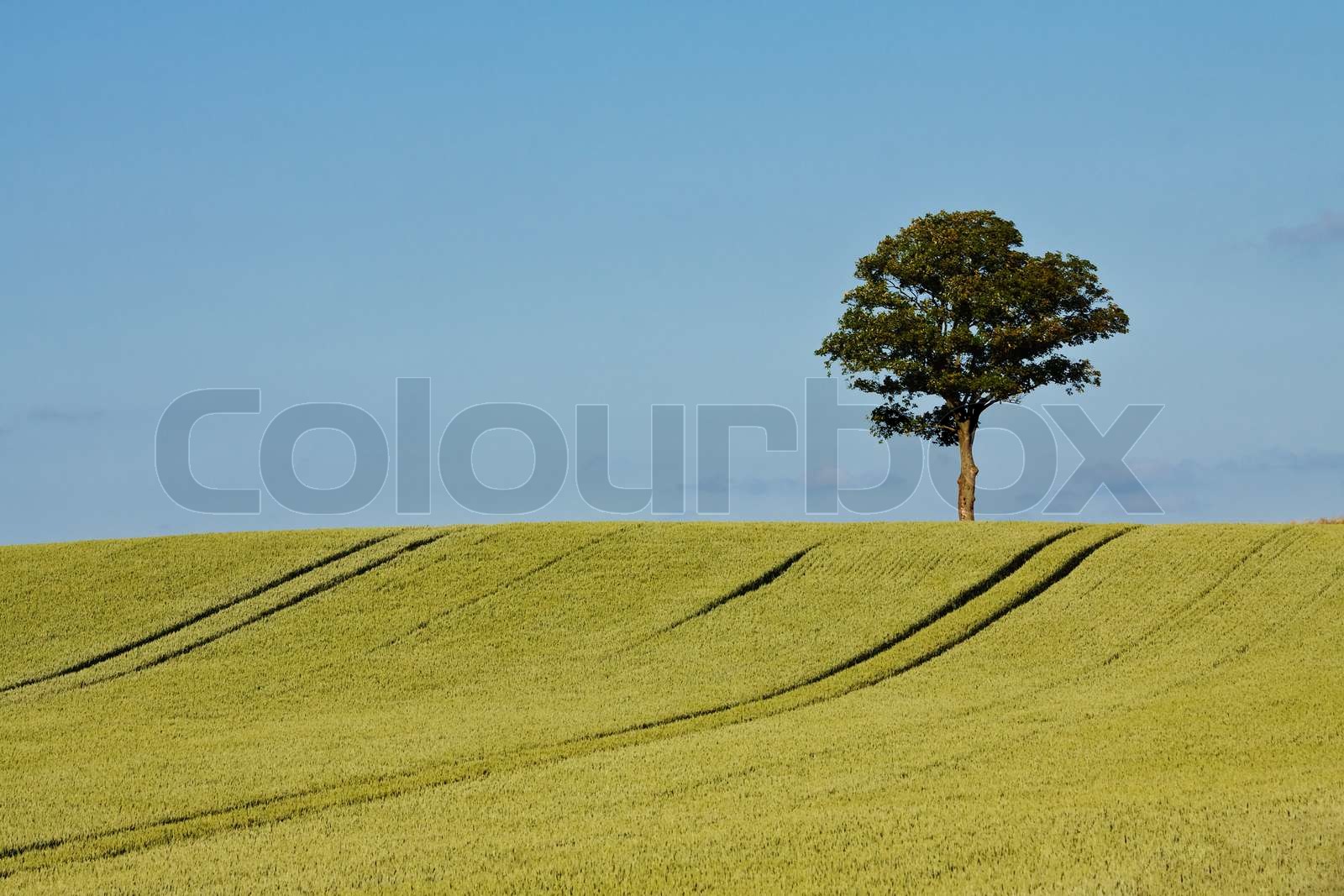 Baum | Stock image | Colourbox