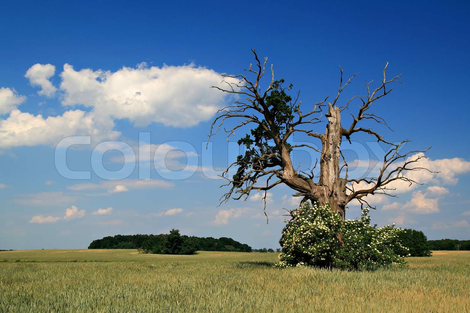 Baum | Stock image | Colourbox