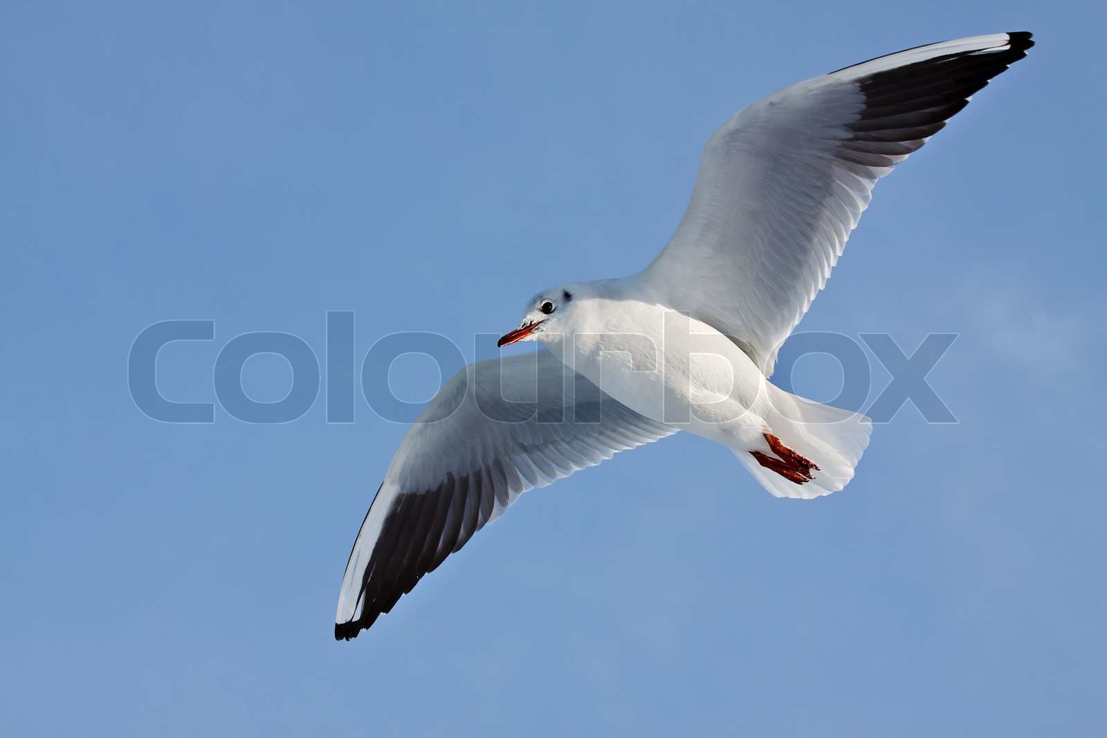 Möwe | Stock image | Colourbox