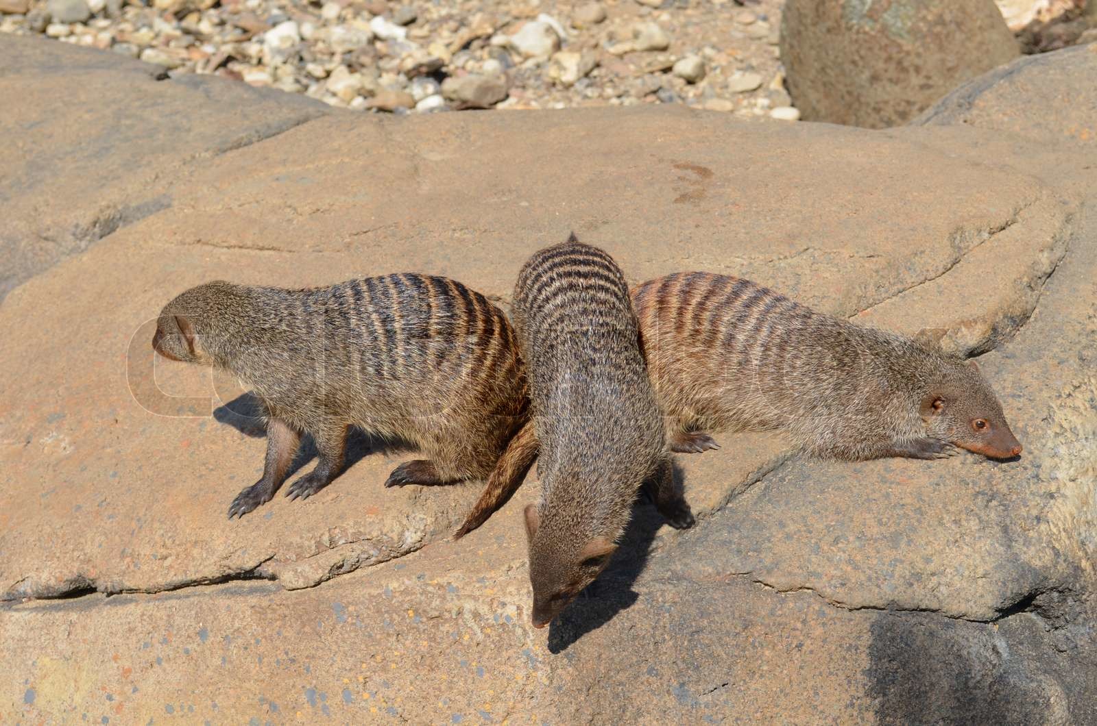 "mongoose family on a rock in the zoo" | Stock image | Colourbox