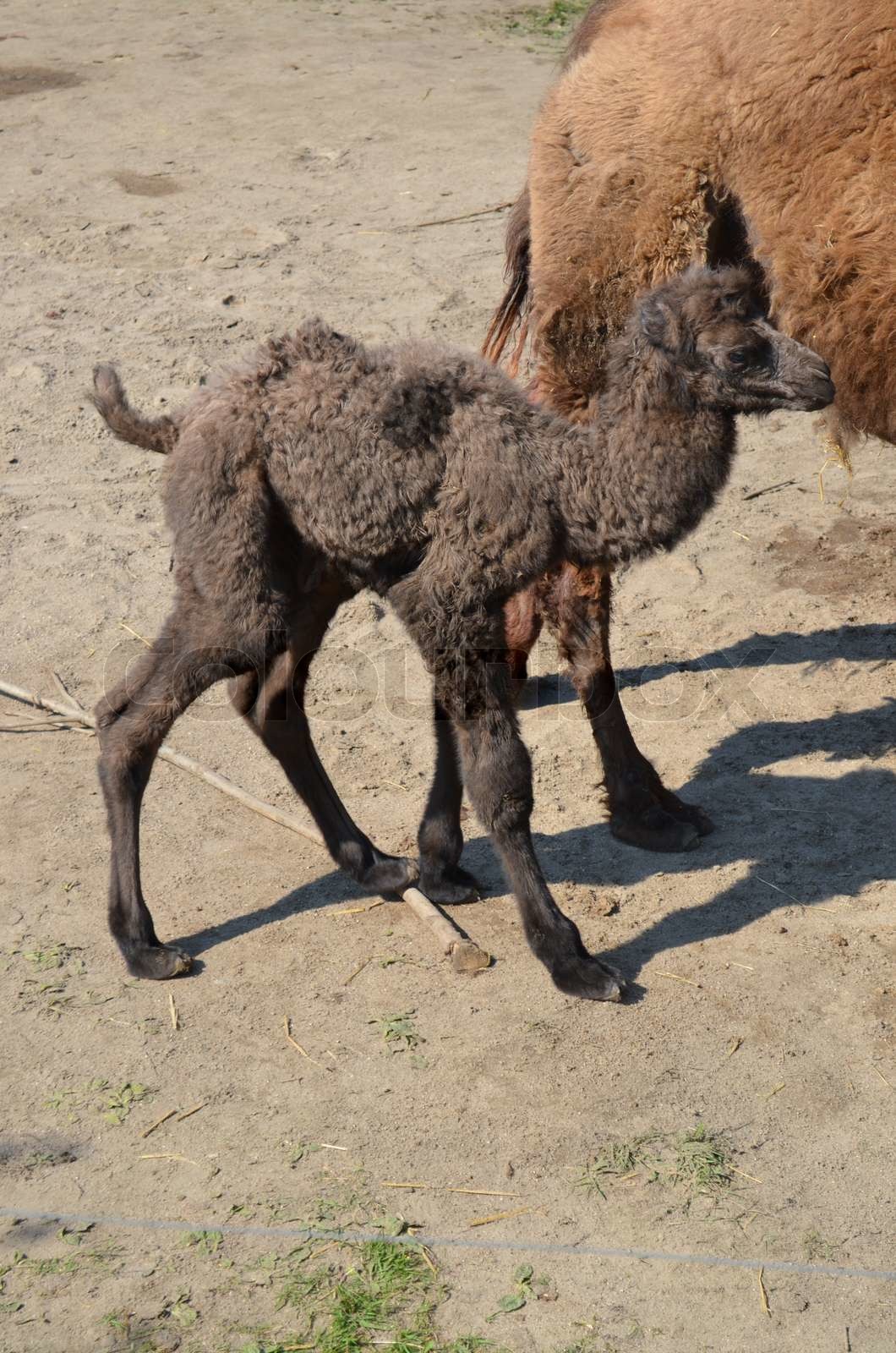 Newborn Baby Camel