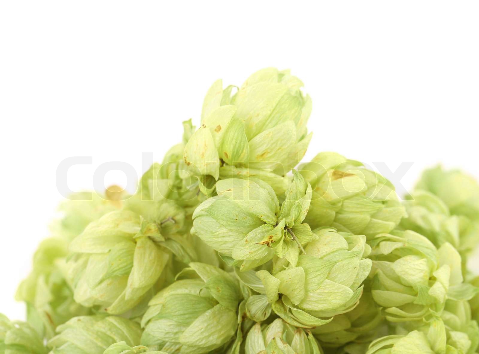Beautiful fresh hops. | Stock image | Colourbox