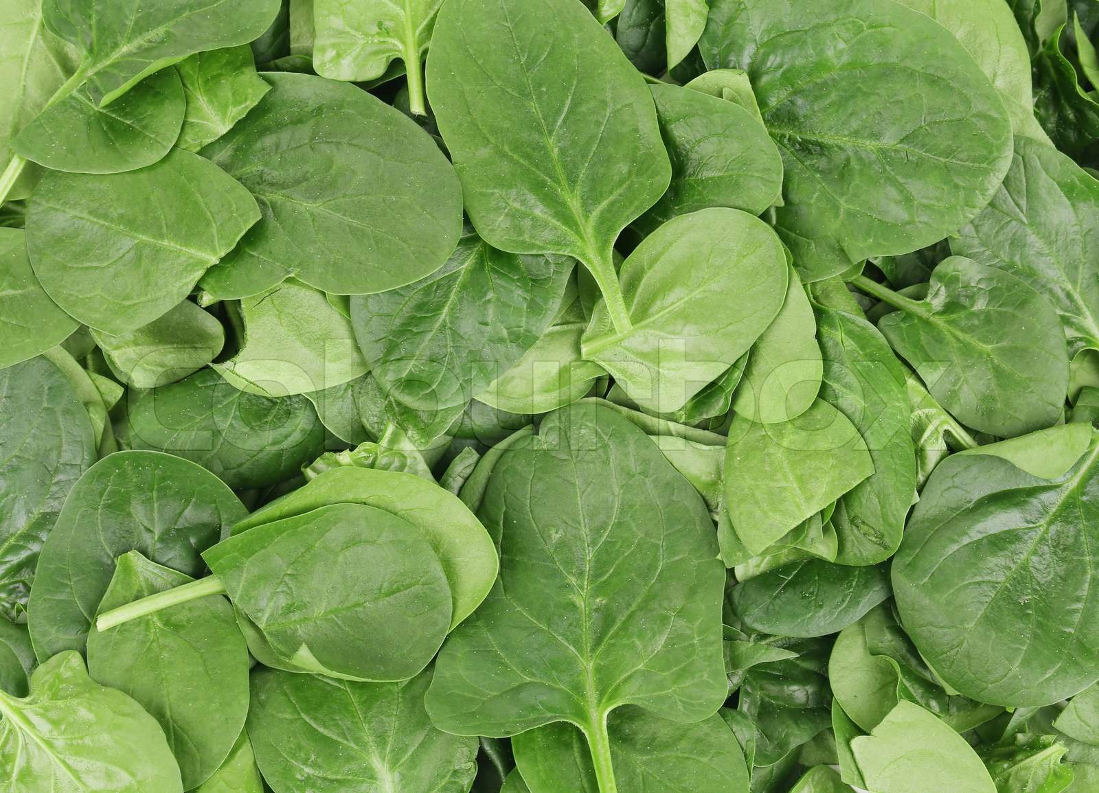 Close up of green spinach. | Stock image | Colourbox