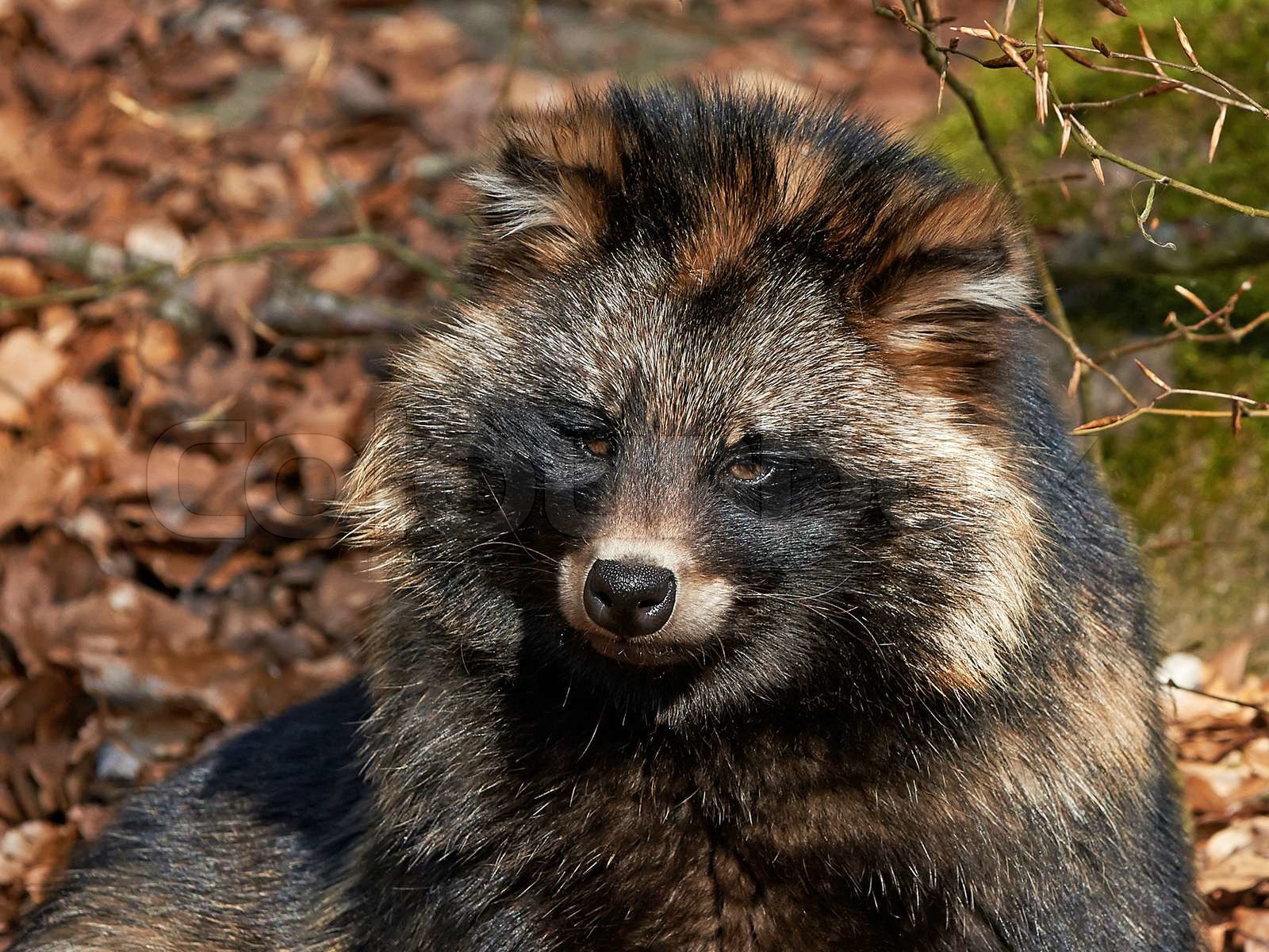 Raccoon dog (Nyctereutes procyonoides) | Stock image | Colourbox