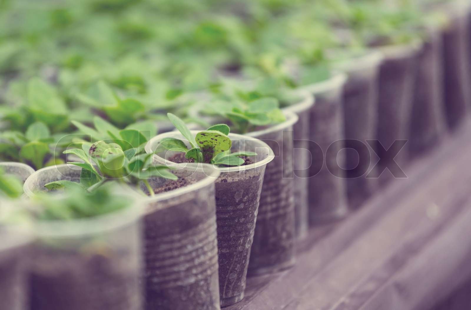 Sprout | Stock image | Colourbox