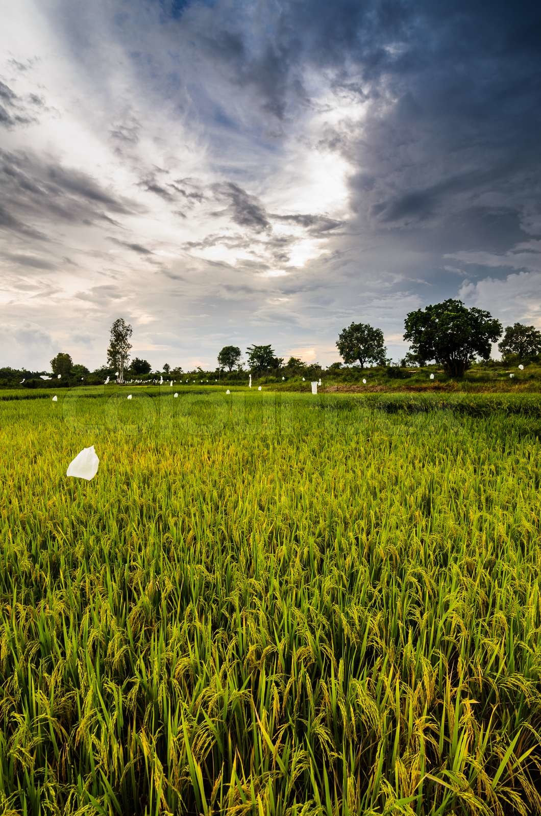 Rice field | Stock image | Colourbox