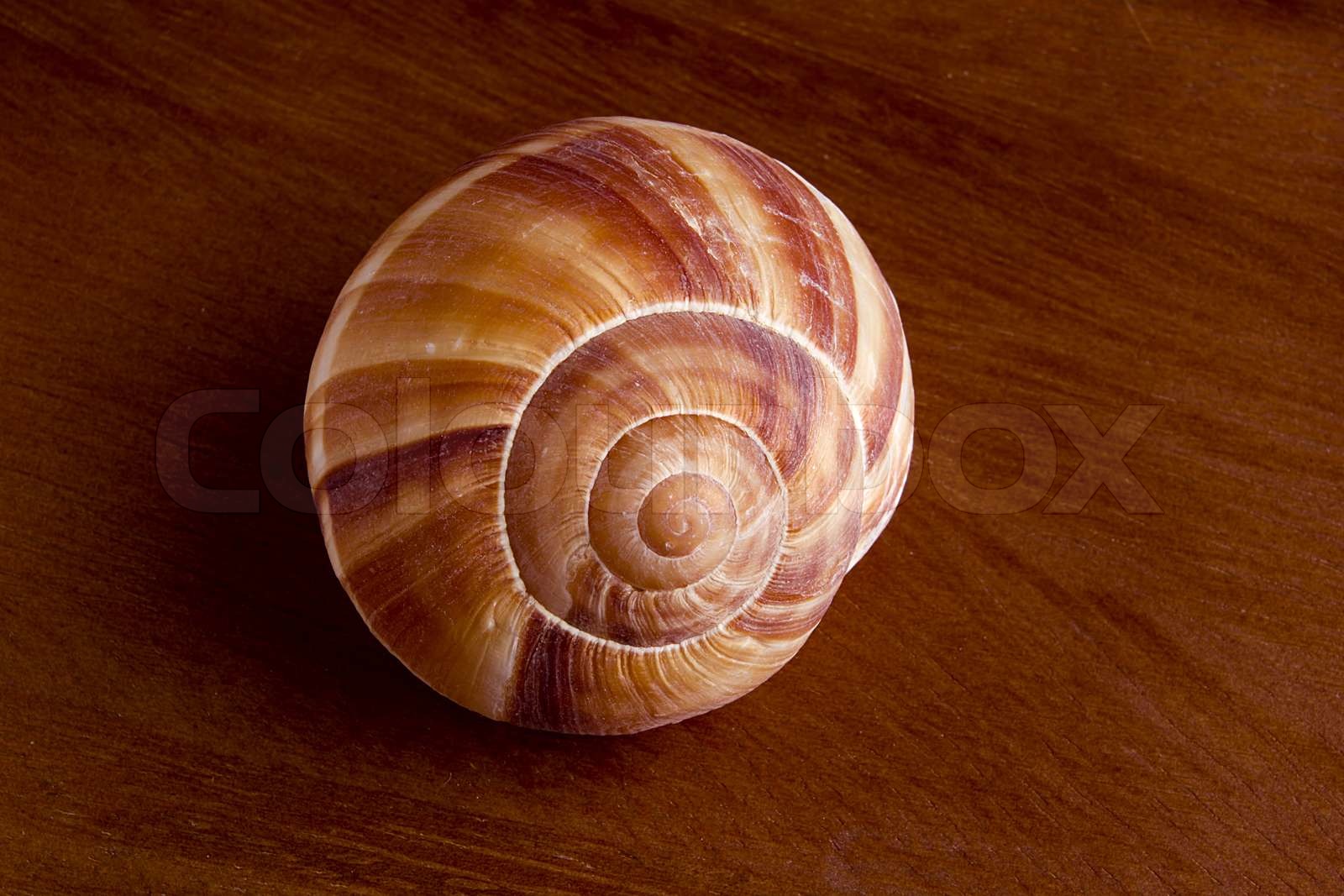 Snail shell | Stock image | Colourbox