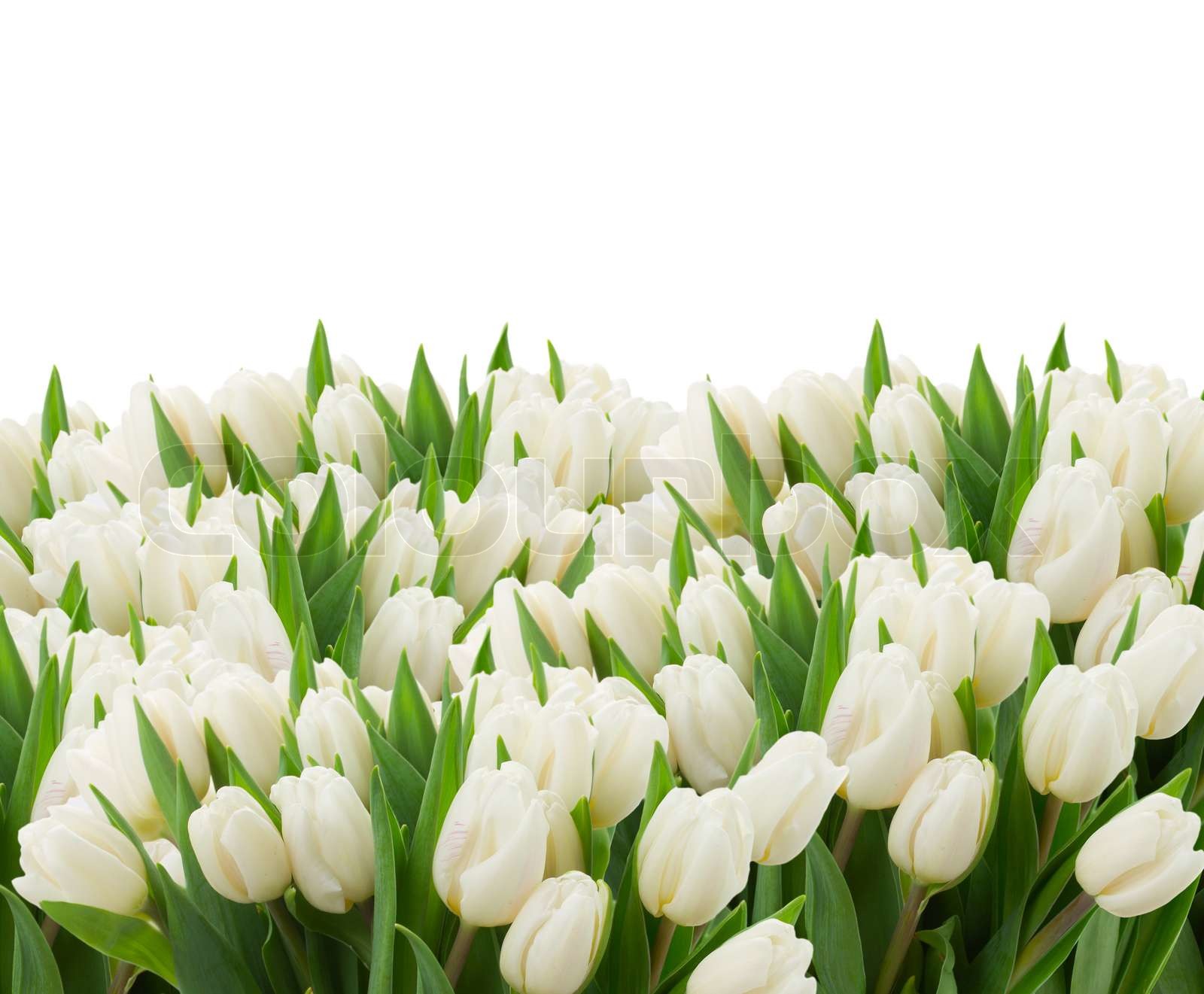 weiße Tulpen | Stock Bild | Colourbox