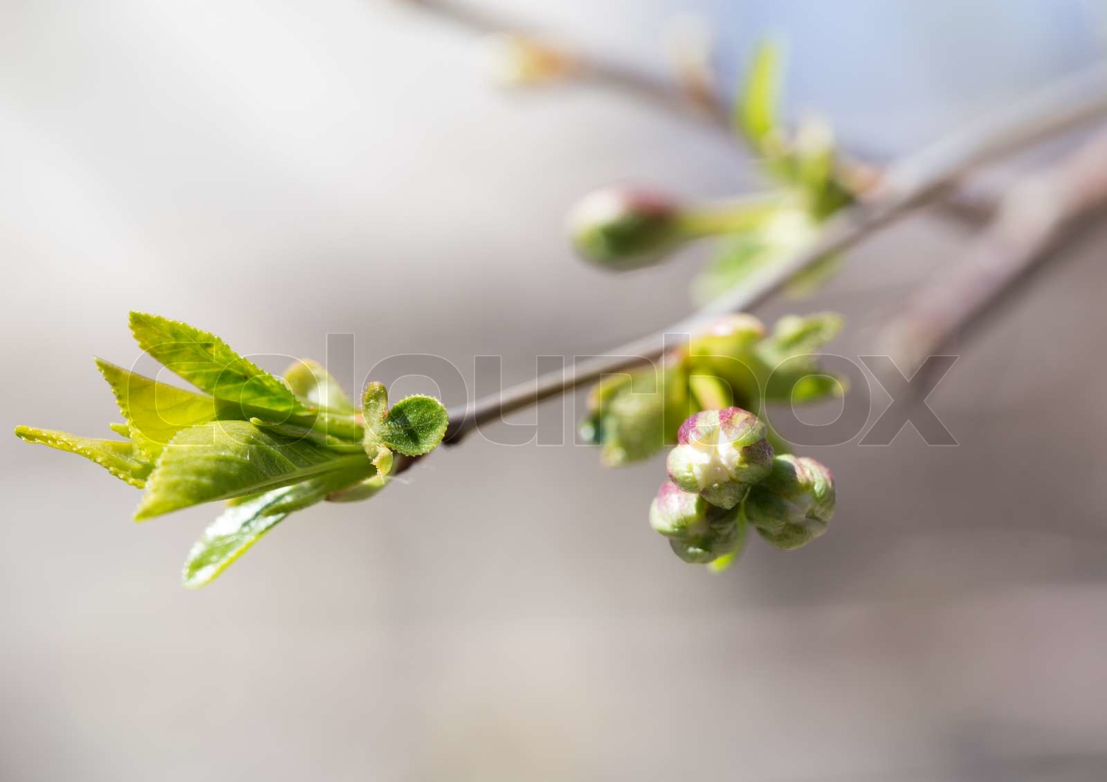 buds on a tree branch. macro | Stock image | Colourbox