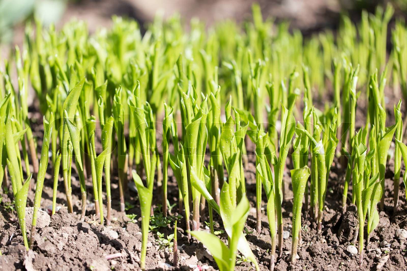 small sprouts Lily | Stock image | Colourbox